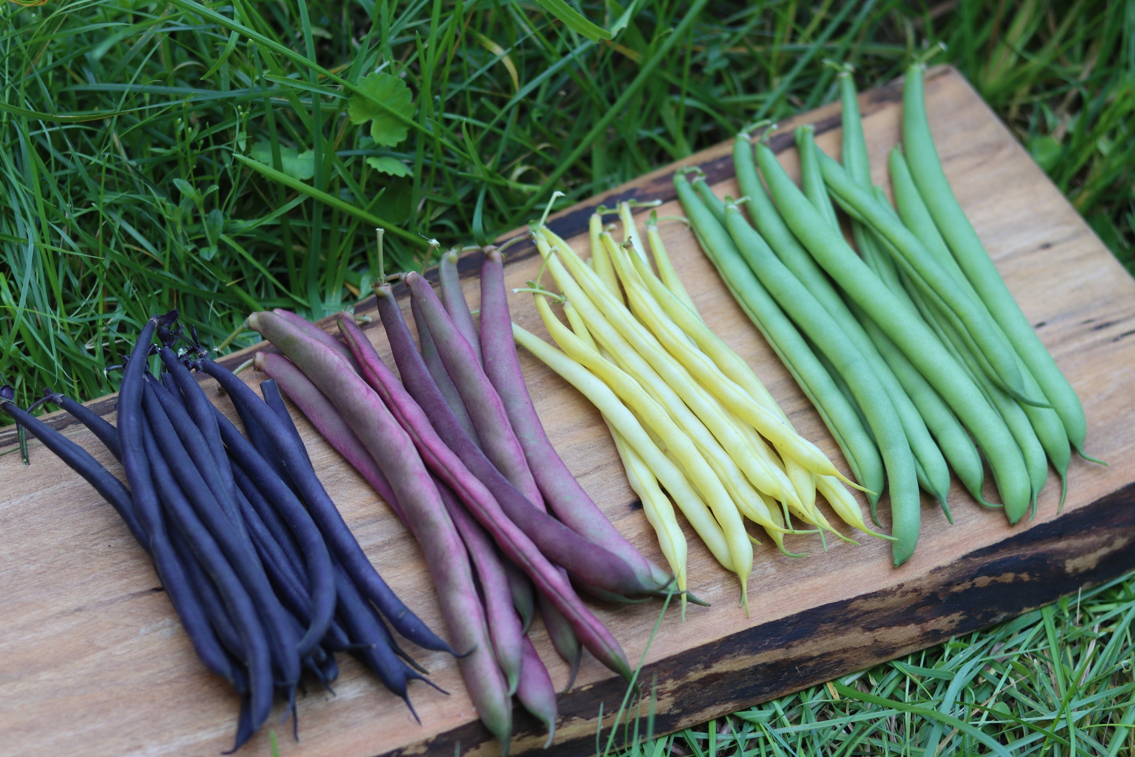 2025 Catalogue - Rare and unusual vegetables, herbs, flowers and grain ...