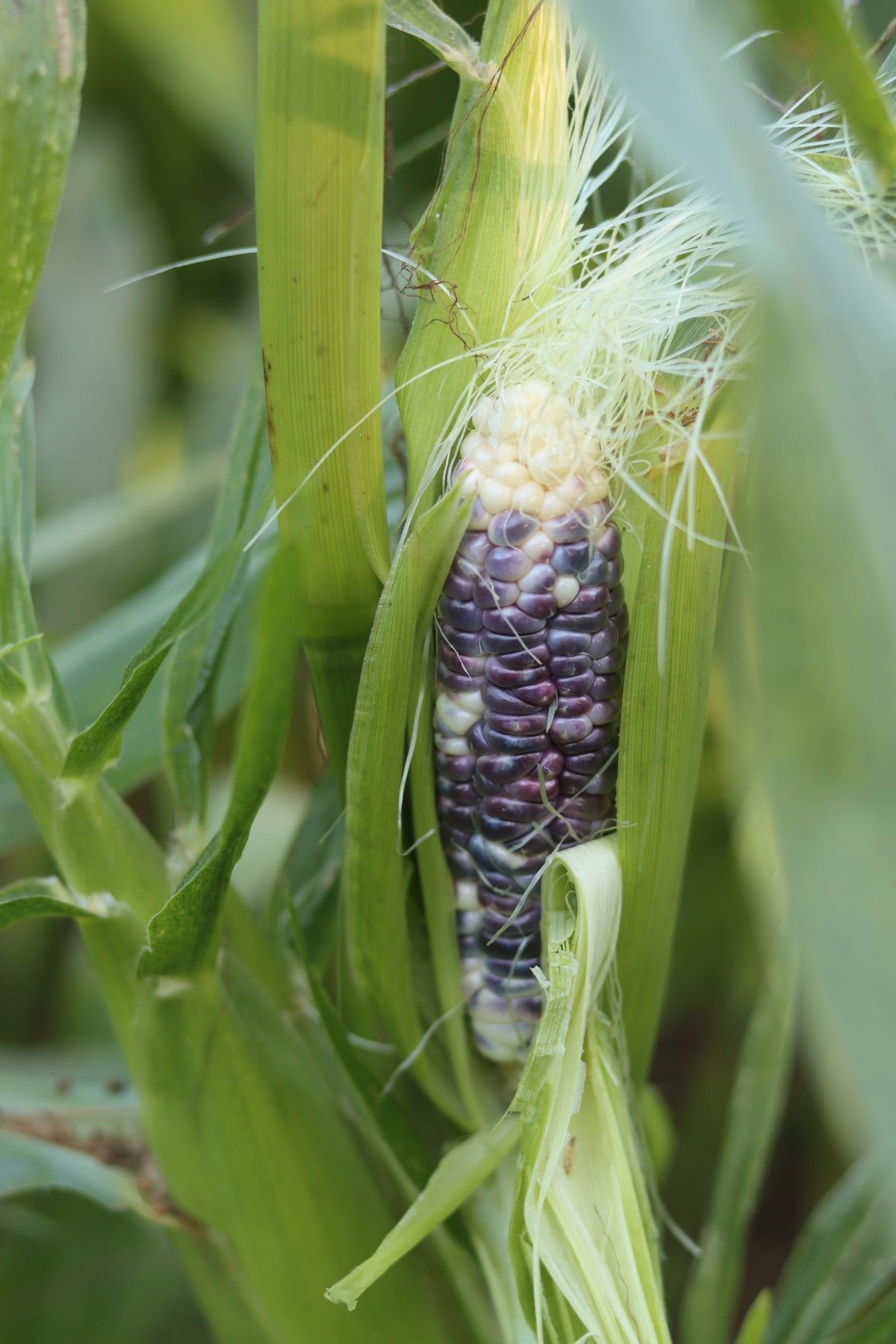 Heirloom and Open Pollinated Corn — Annapolis Seeds