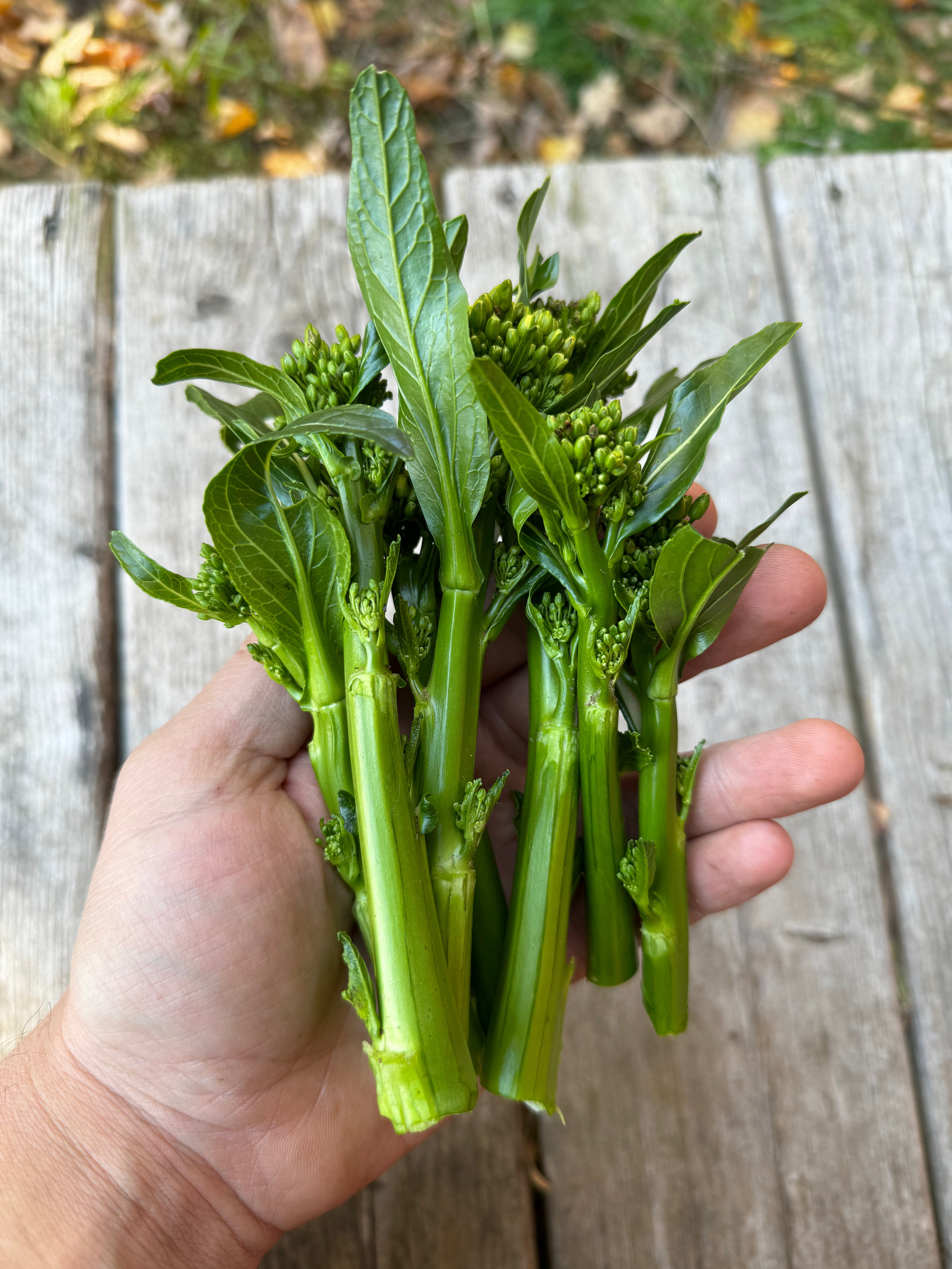 Annapolis Seeds - Vegetables - Grown in Nova Scotia Canada