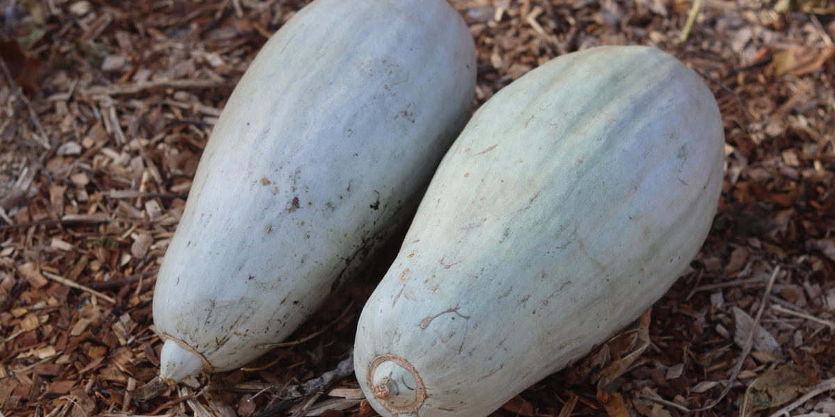 Heirloom Winter Squash - Annapolis Seeds - Grown in Nova Scotia ...
