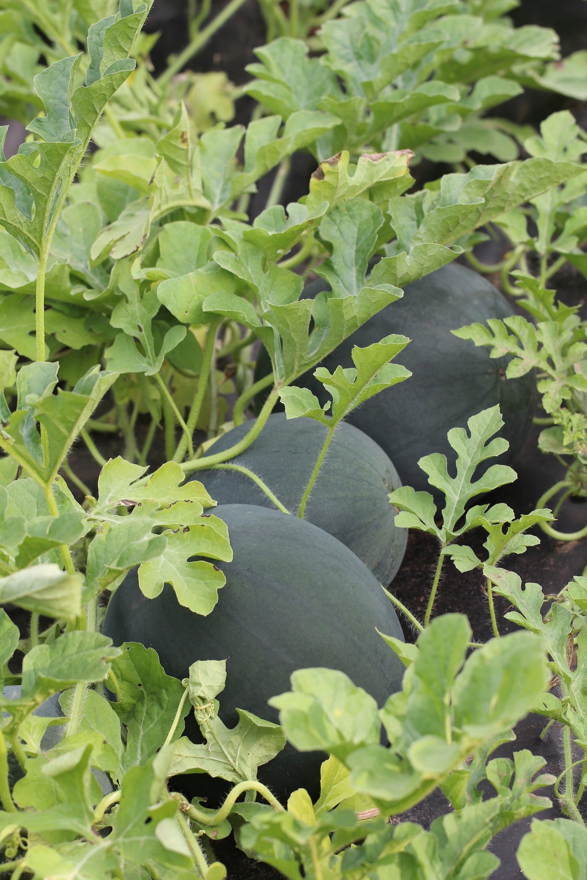 Heirloom Melon Seed - Annapolis Seeds - Grown in Nova Scotia - Adapted ...