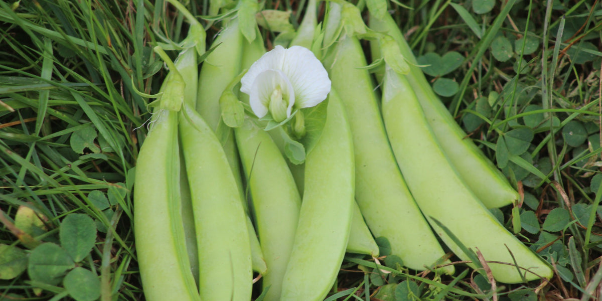 Edible Pod Peas - Sugar Snap and Snow Peas - Grown in Nova Scotia ...