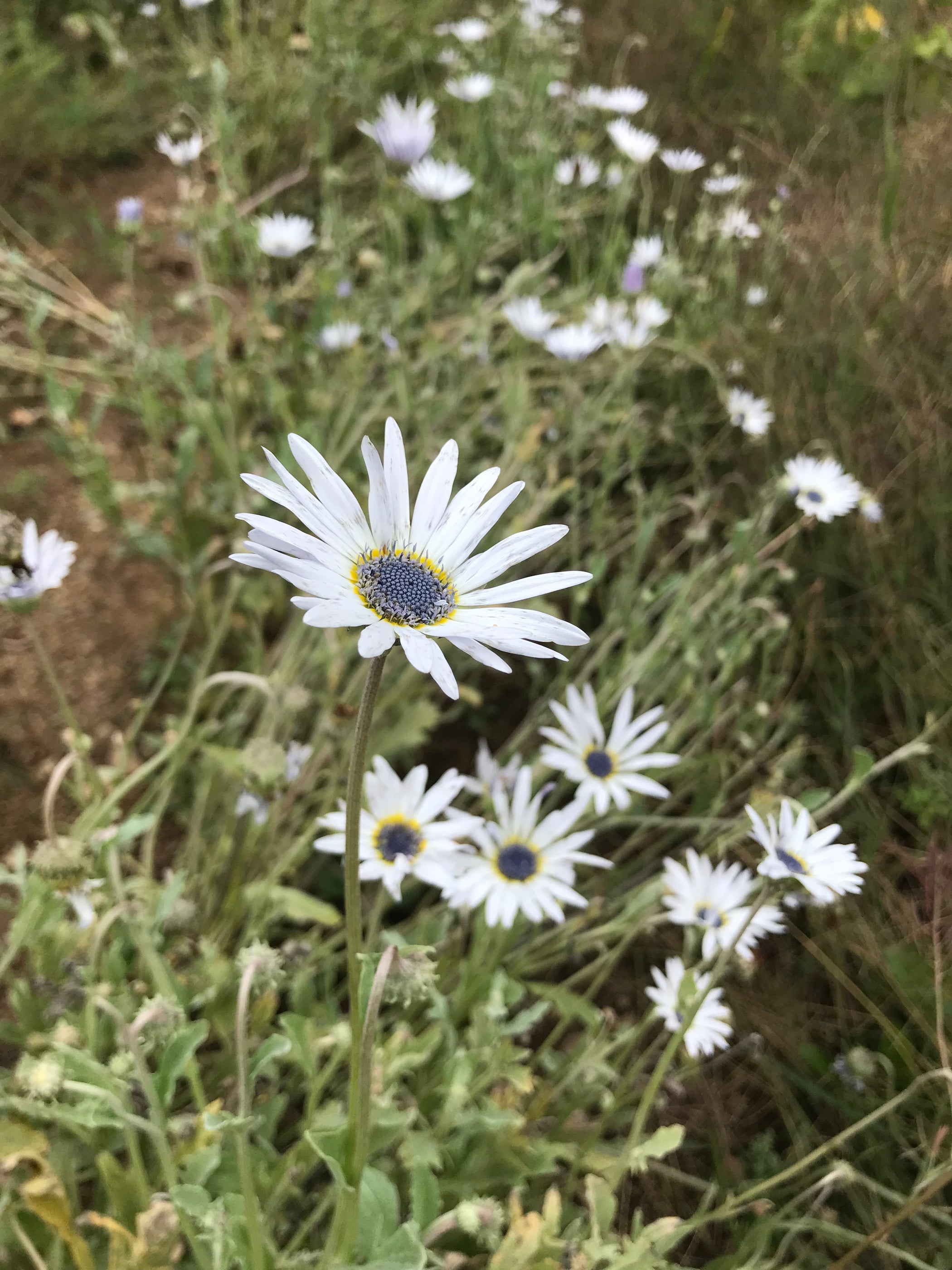 African Daisy Seeds - Arctotis venusta — Annapolis Seeds