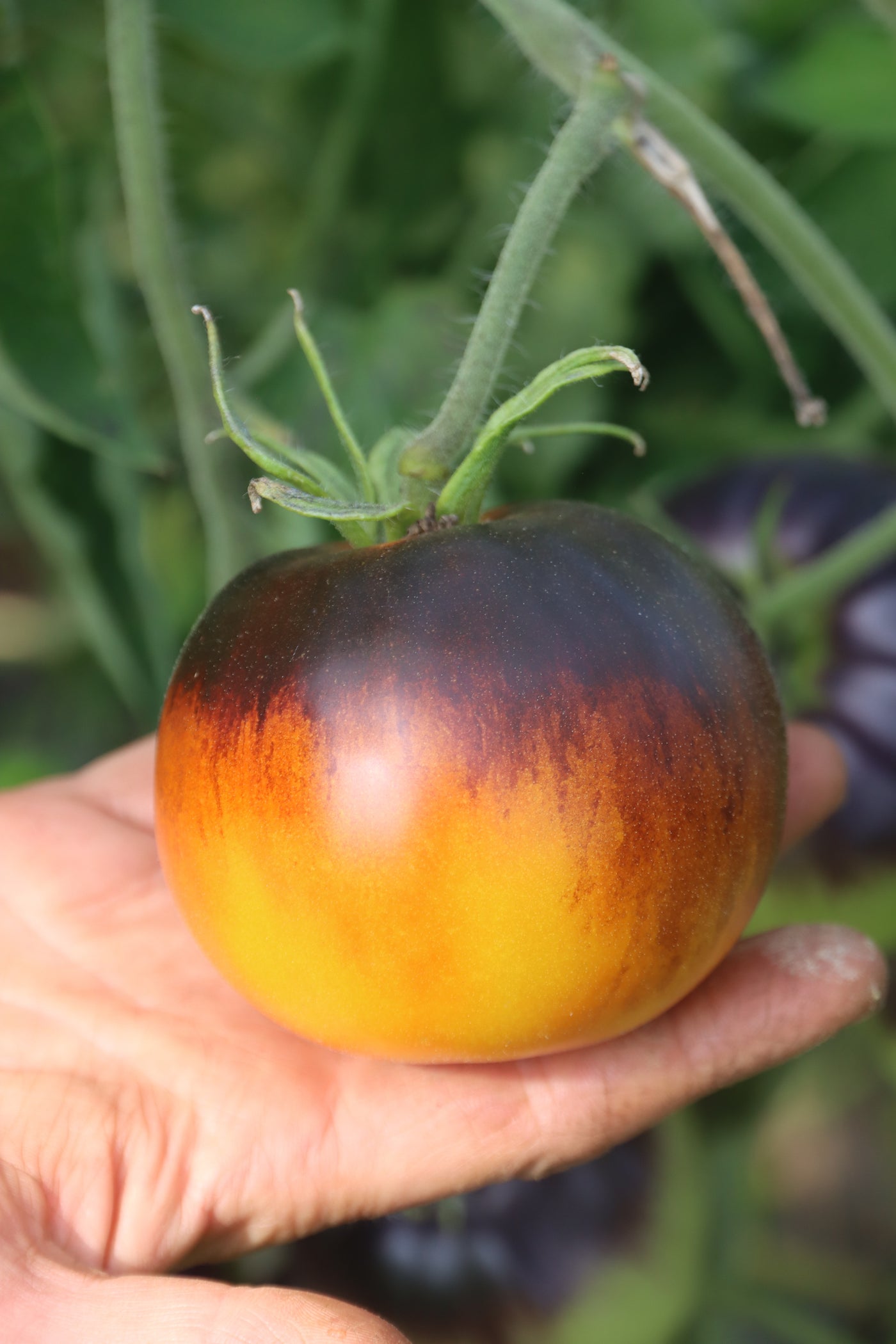 Alice's Dream Tomato — Annapolis Seeds