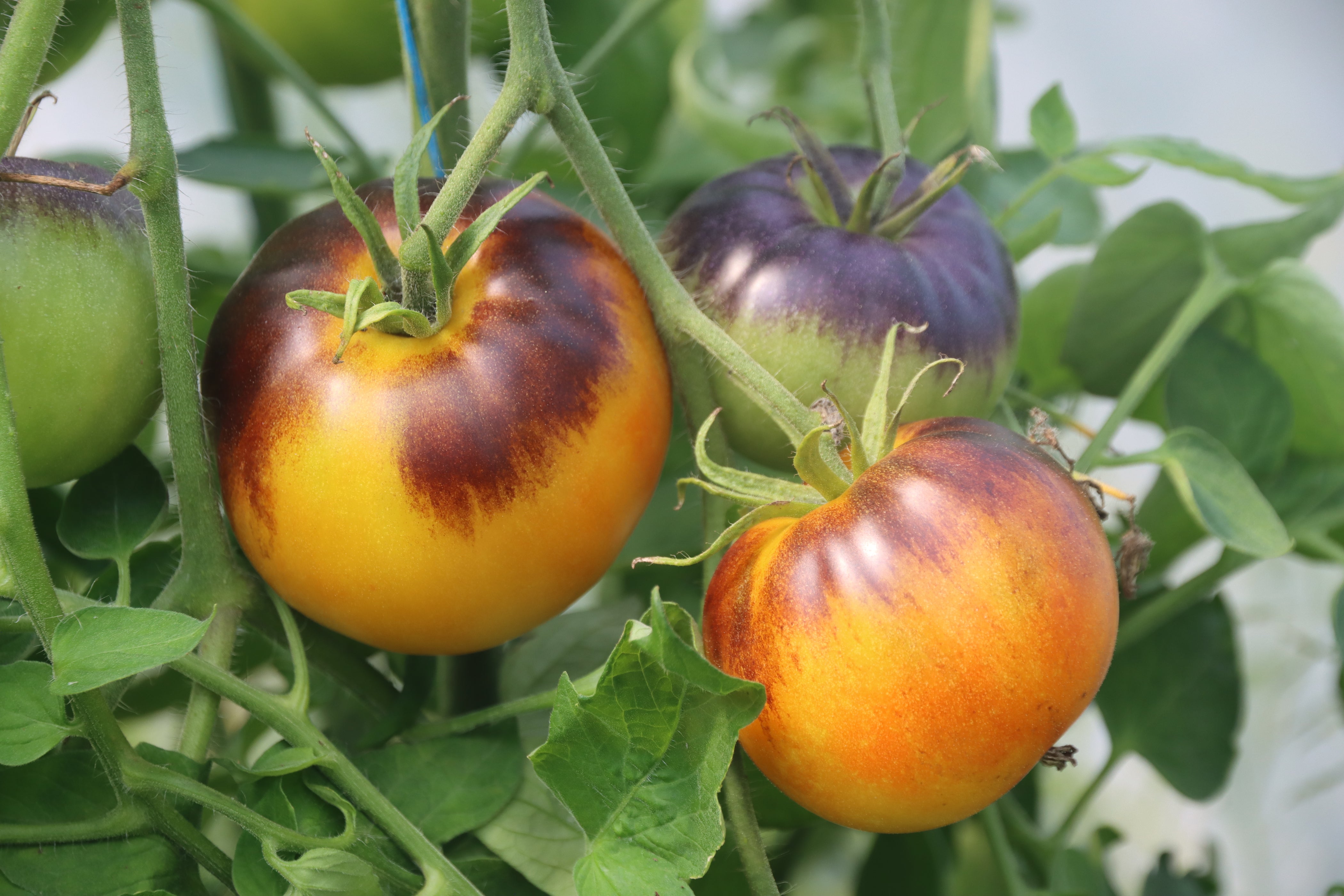 Alice's Dream Tomato — Annapolis Seeds