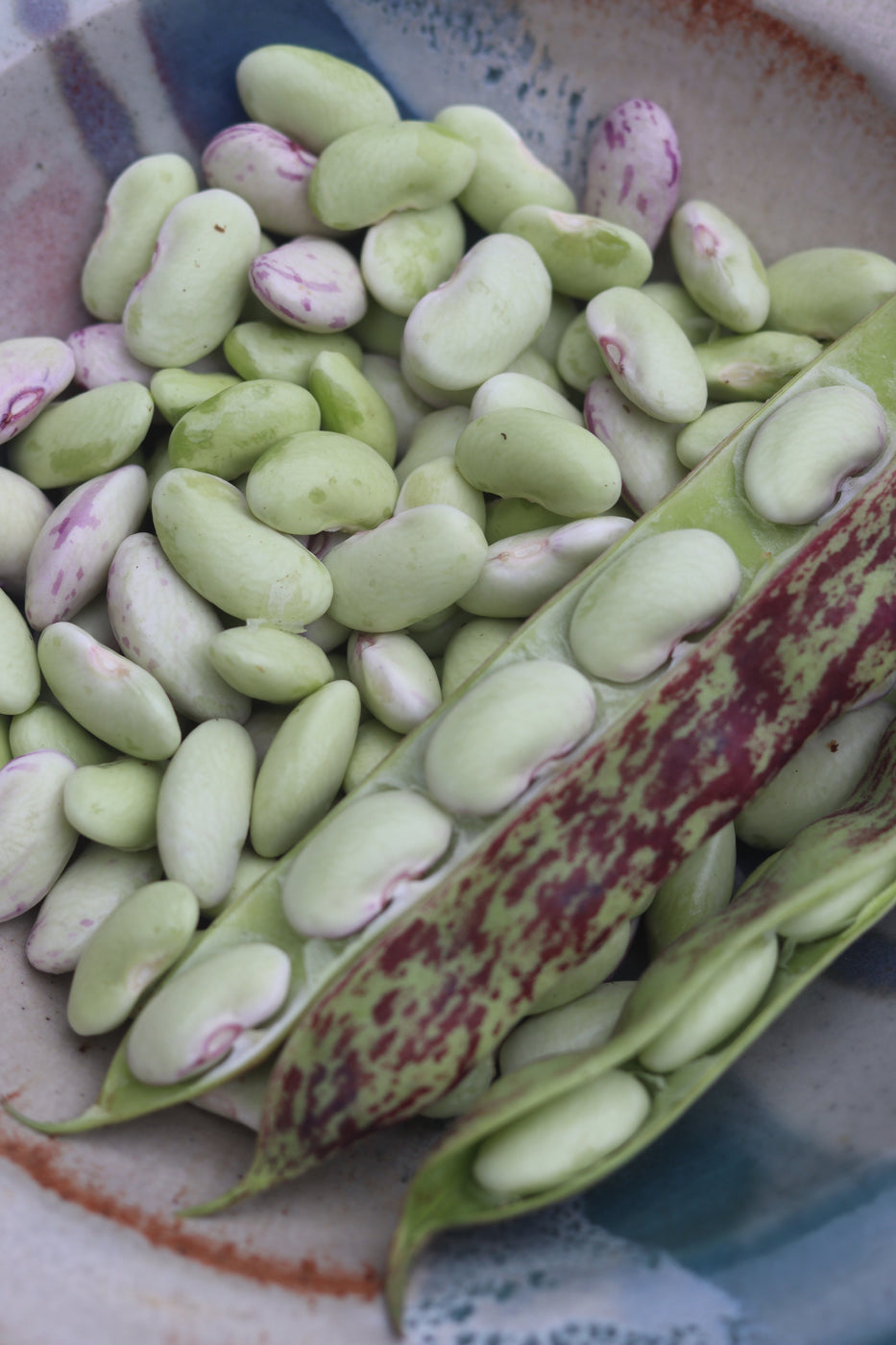 Fundy Amethyst Bean — Annapolis Seeds
