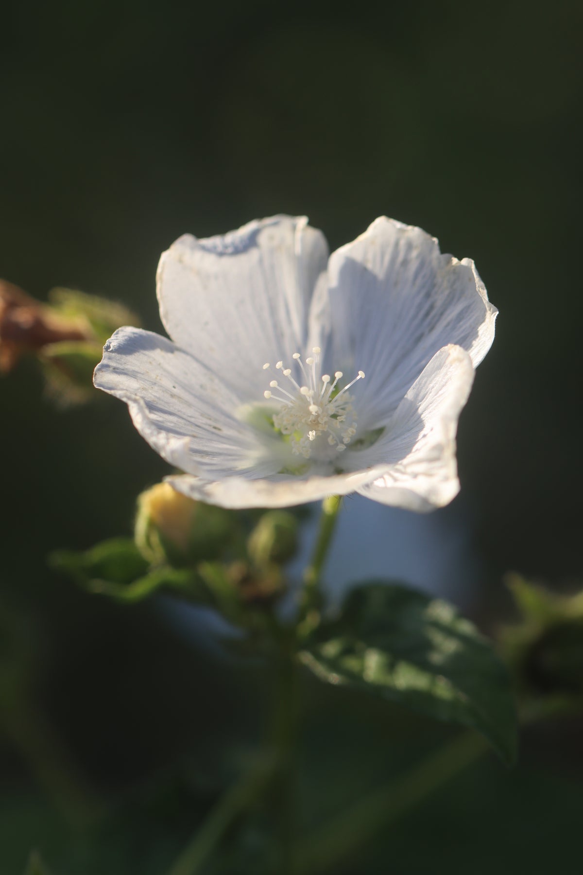 Anoda Snow Cup Seeds — Annapolis Seeds