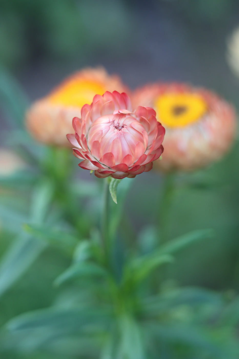 Apricot Mix Strawflower Seeds — Annapolis Seeds