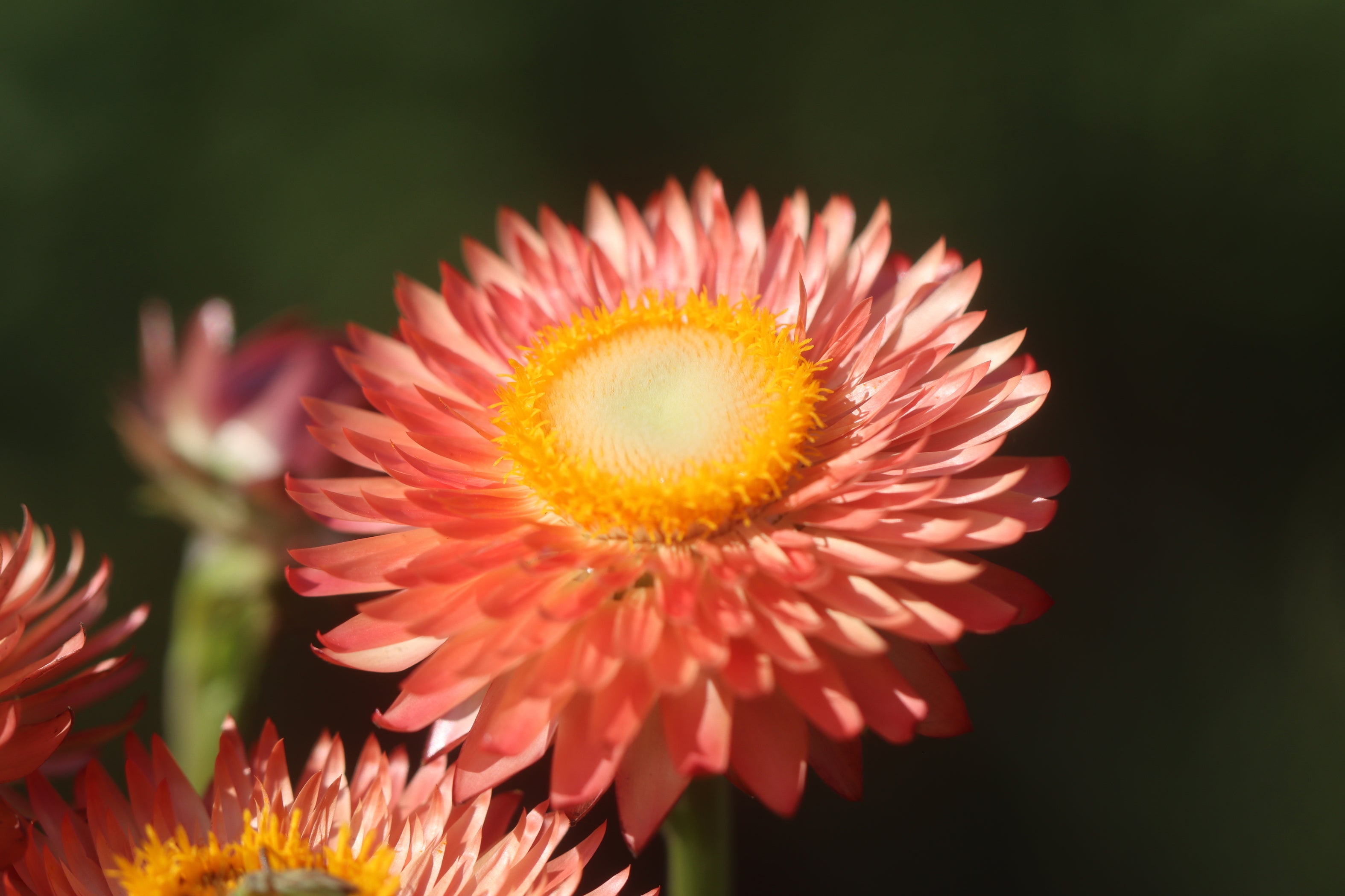 Apricot Mix Strawflower Seeds — Annapolis Seeds