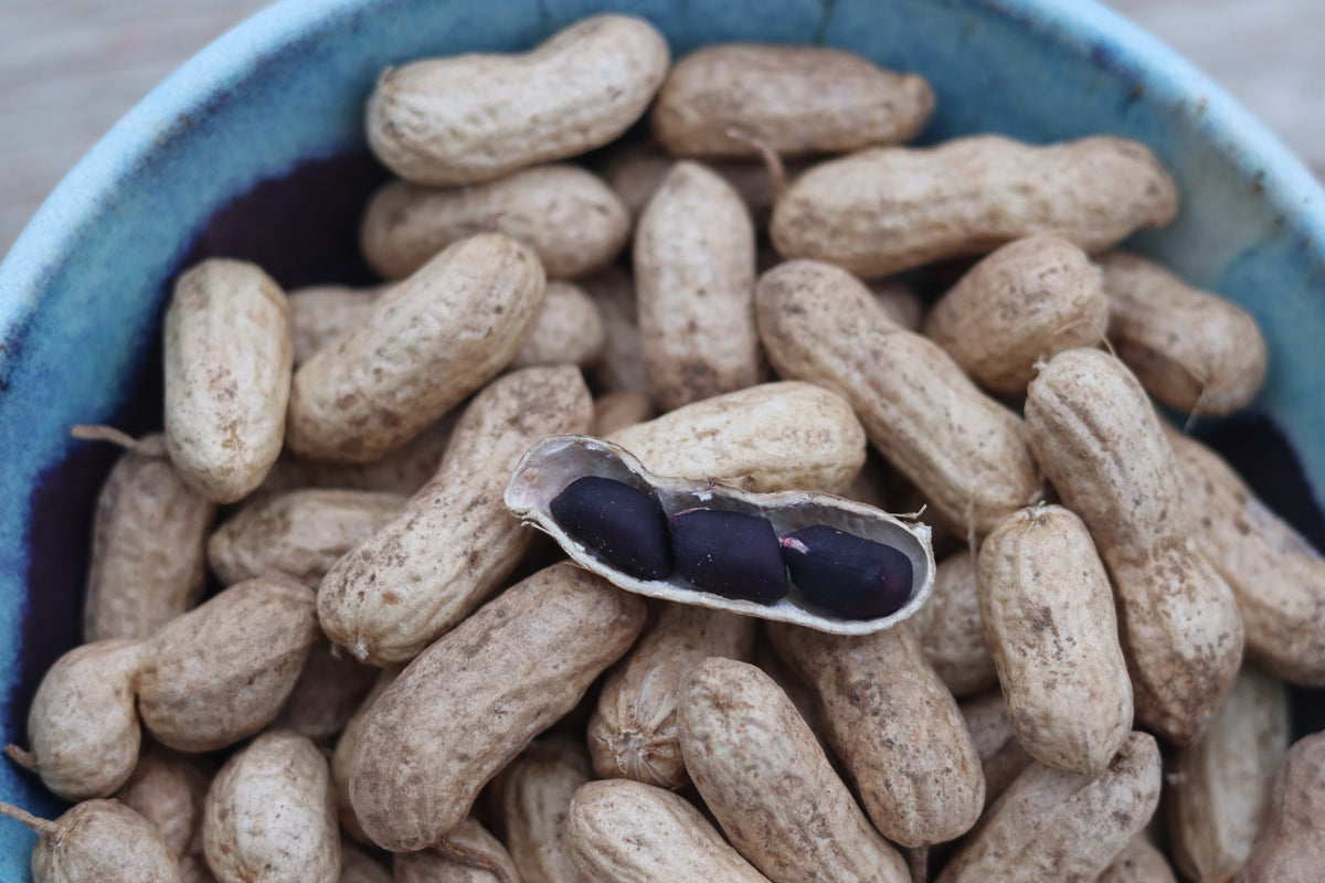 Basalt Black Peanut - Northern Adapted Peanuts — Annapolis Seeds