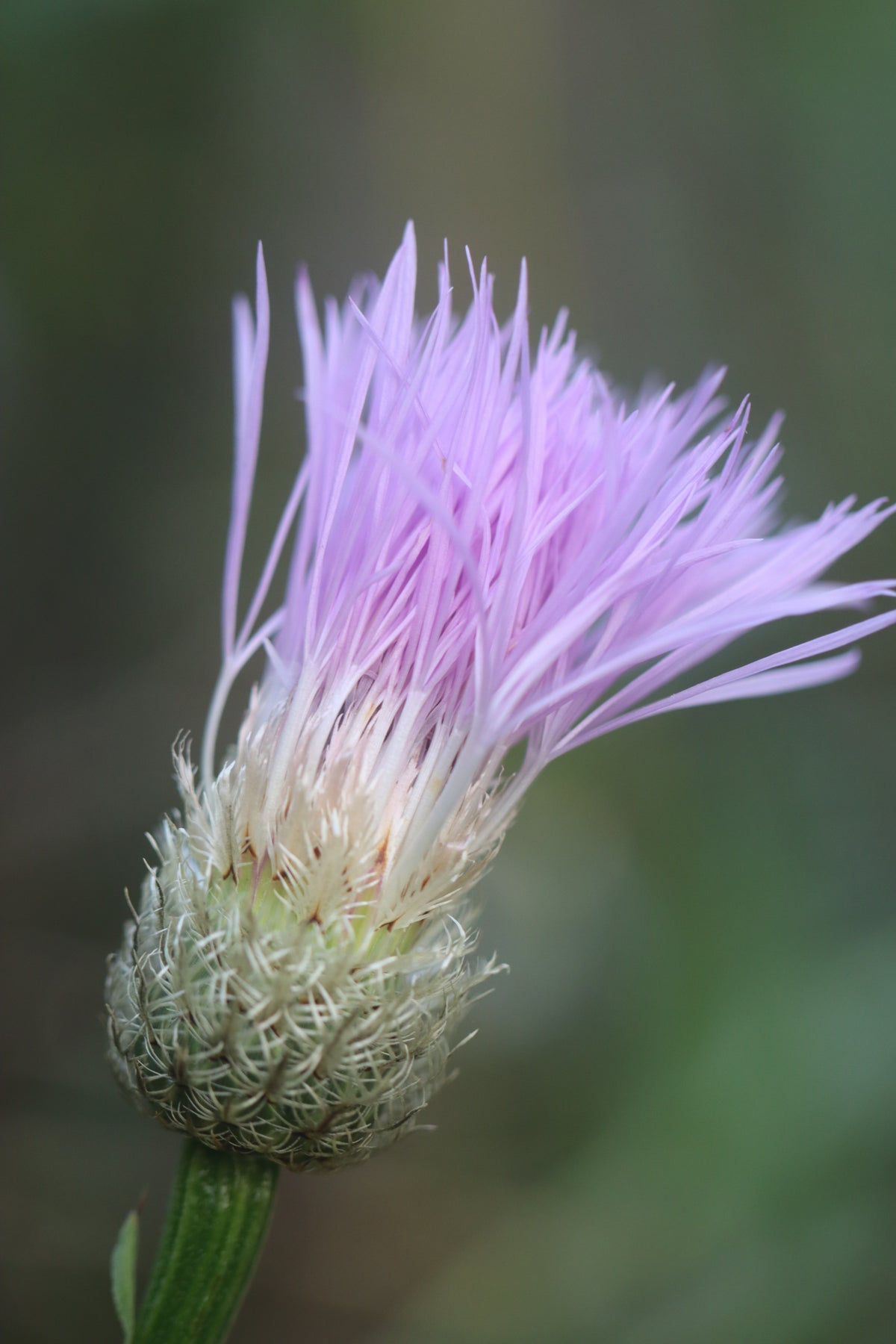 Basket Flower Seeds - Centaurea americana — Annapolis Seeds