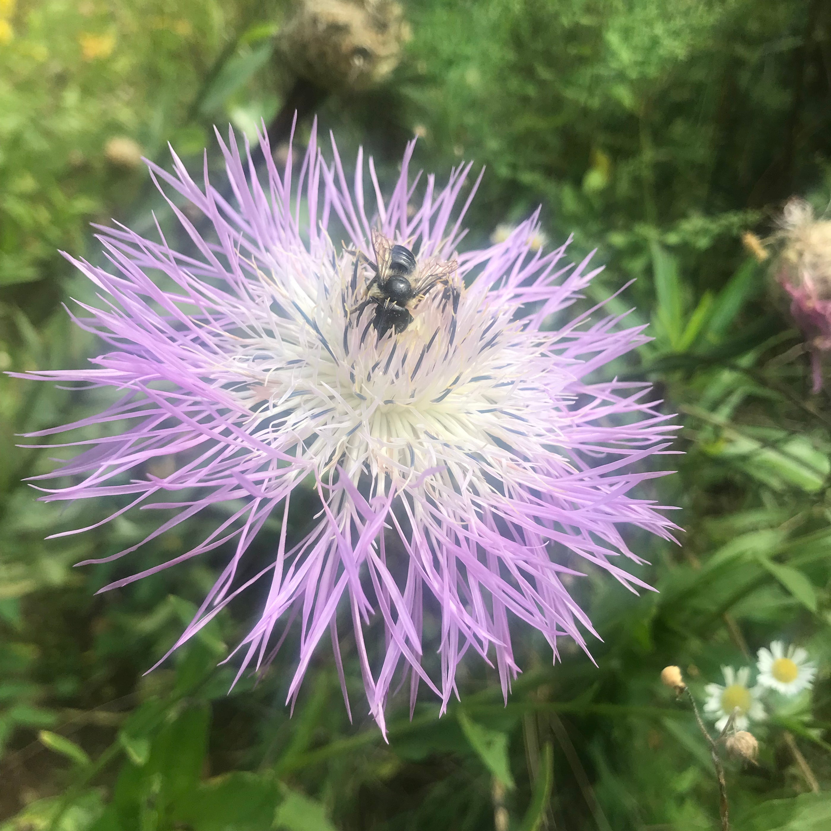 Basket Flower Seeds - Centaurea americana — Annapolis Seeds