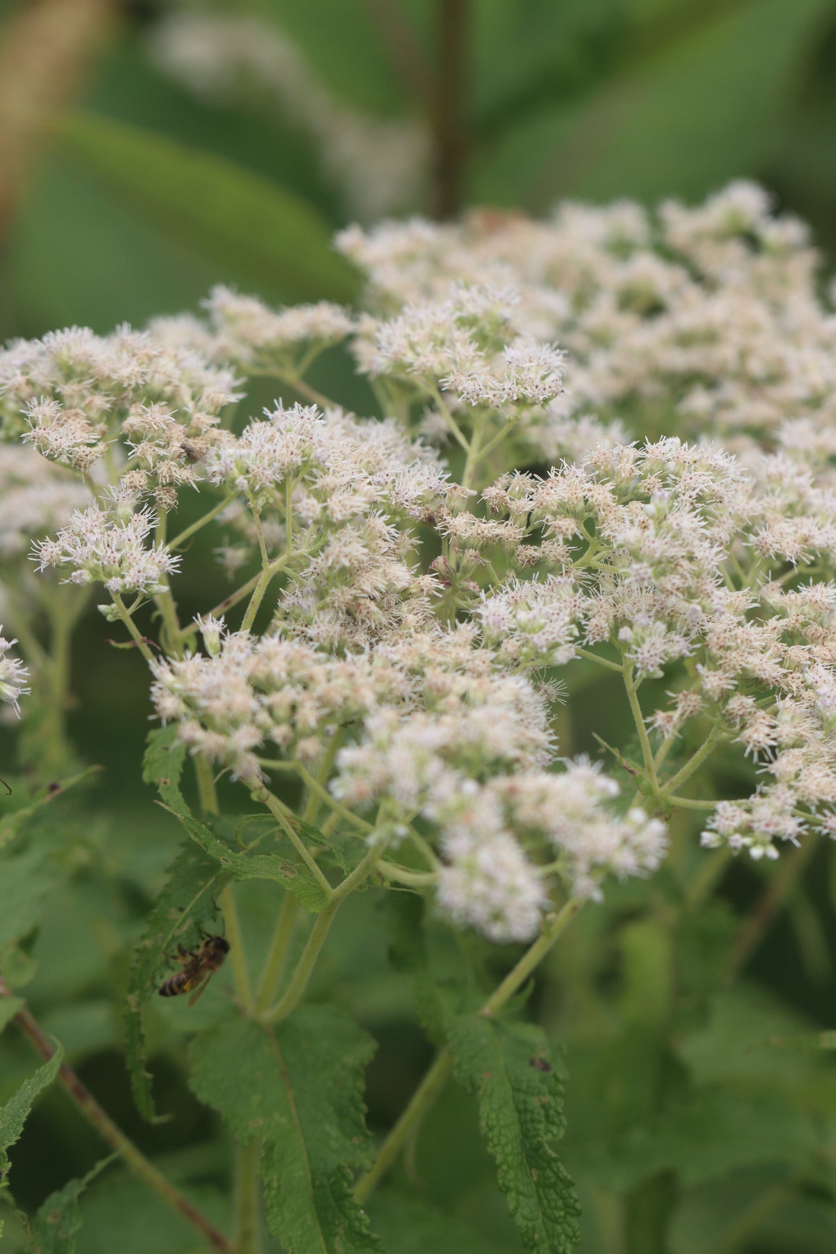 Boneset Seeds (Eupatorium perfoliatum) — Annapolis Seeds