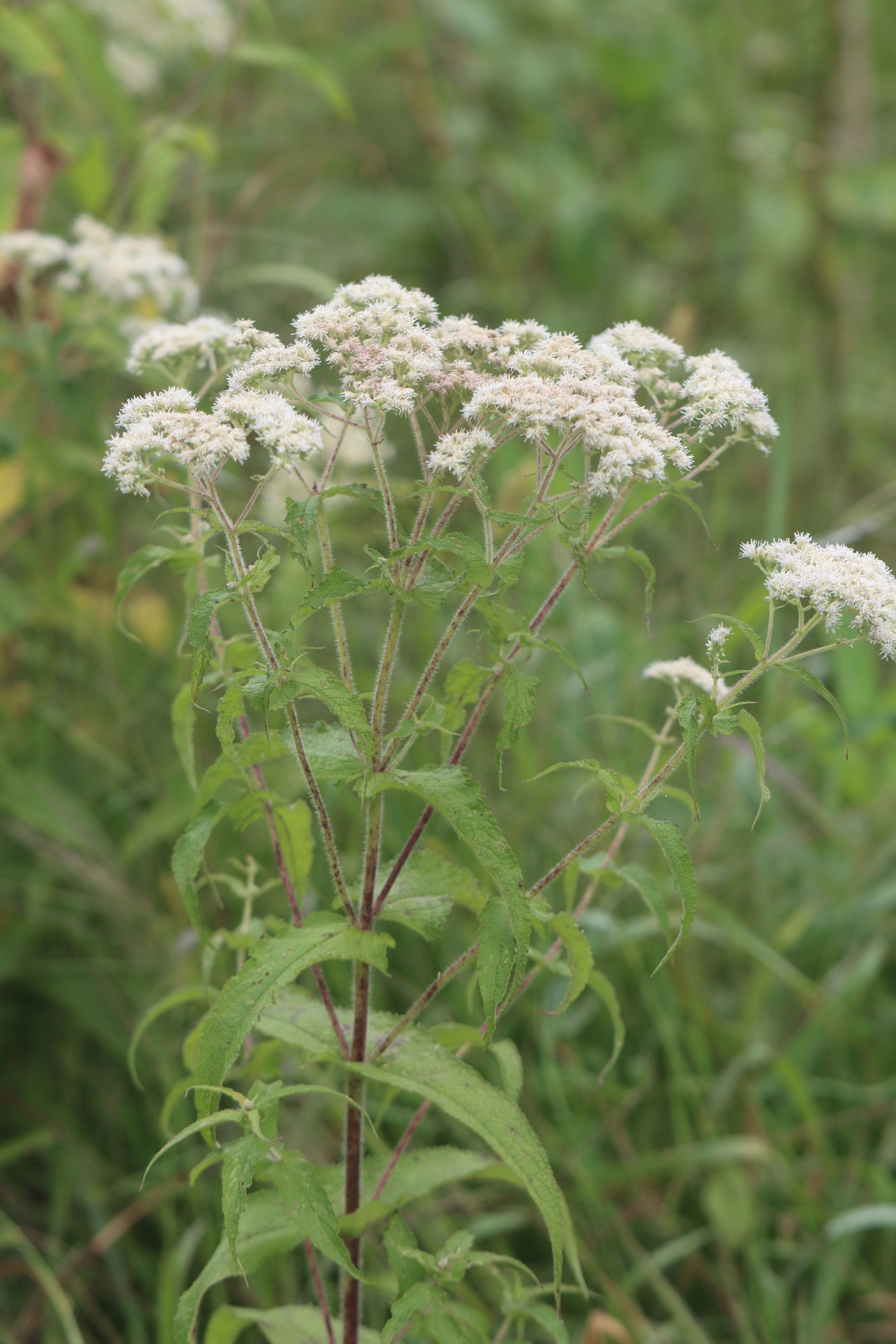 Boneset Seeds (Eupatorium perfoliatum) — Annapolis Seeds