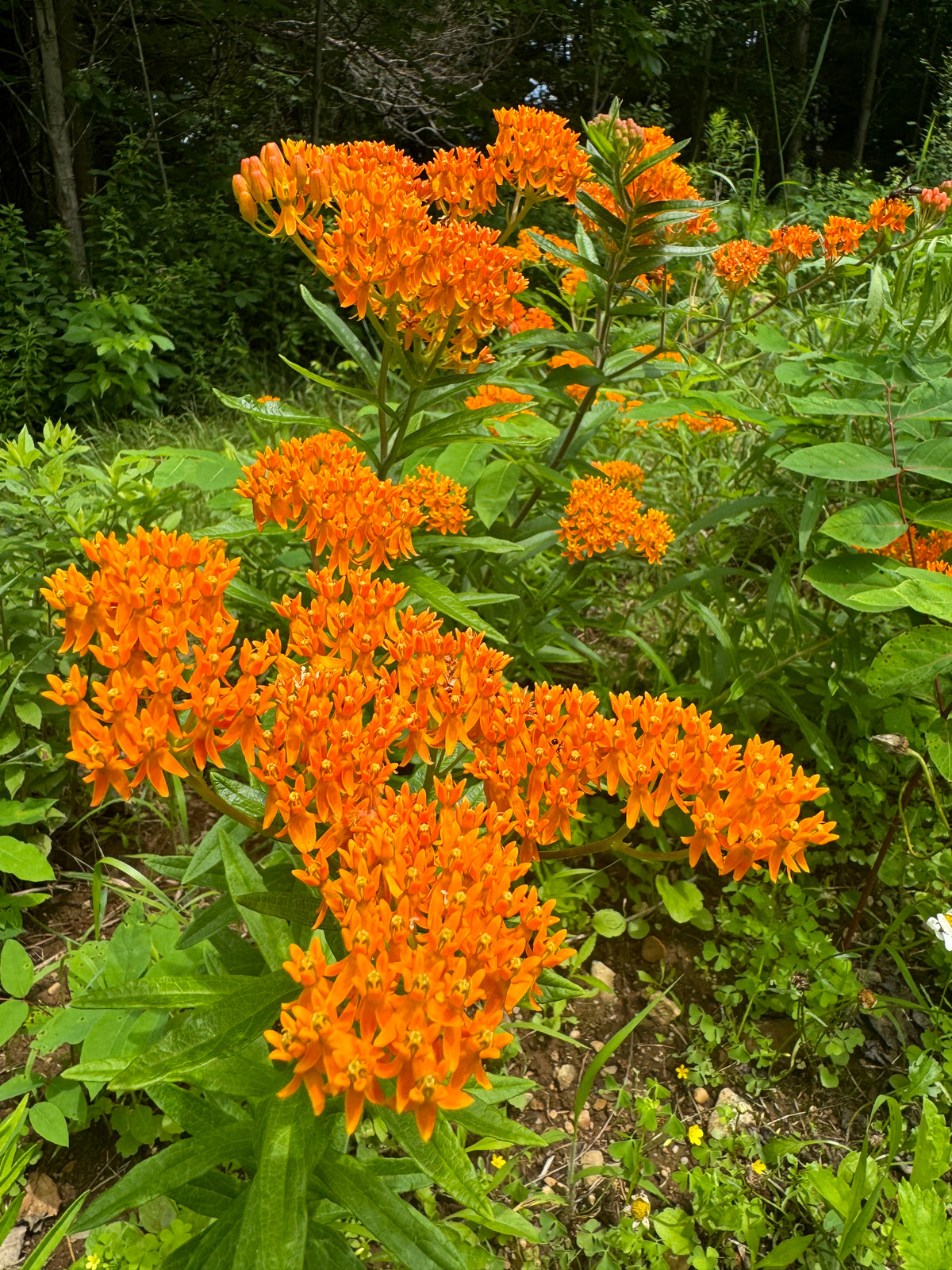 Butterfly Weed Seeds — Annapolis Seeds