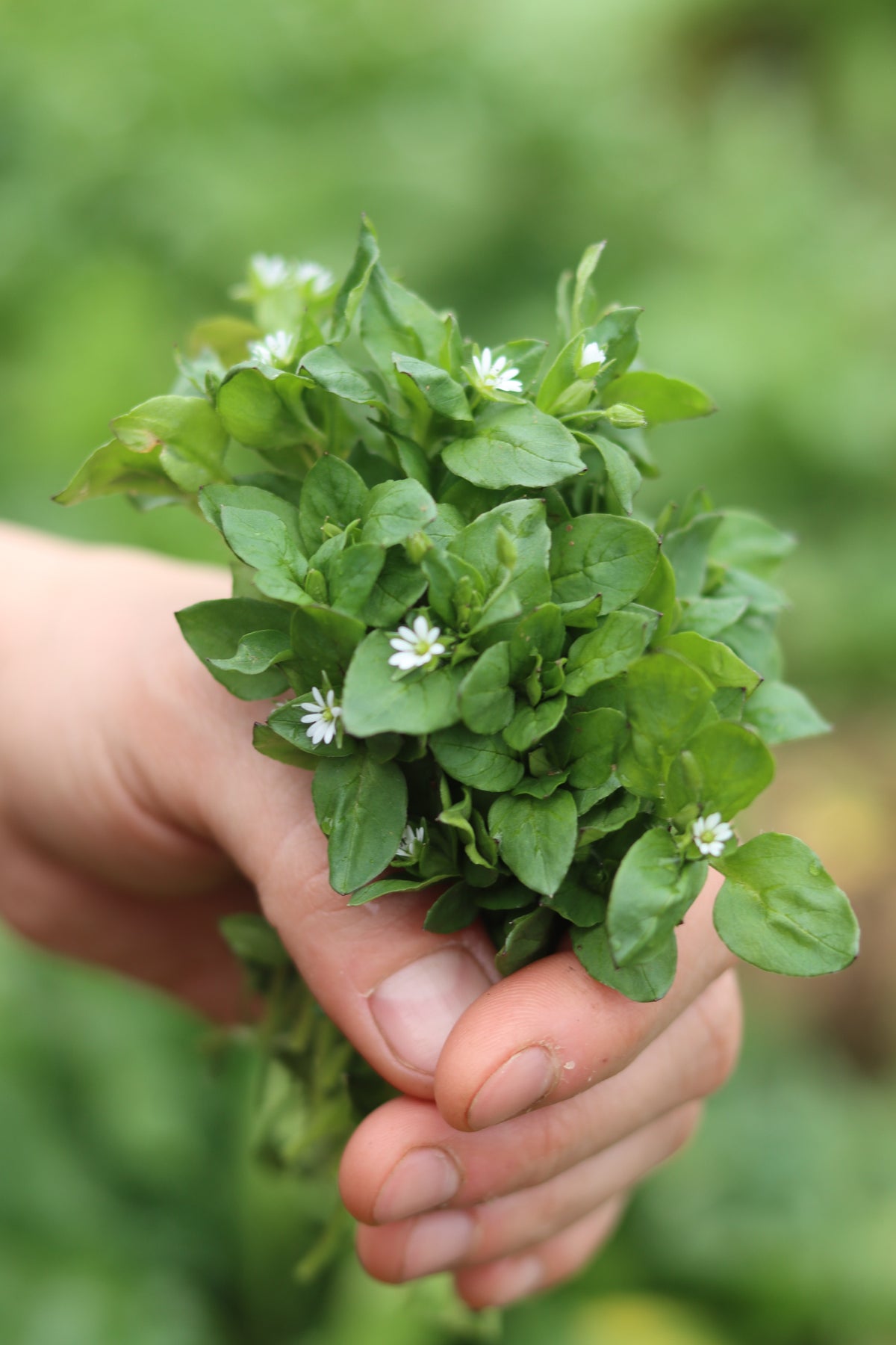 Chickweed (Stellaria media) Seeds — Annapolis Seeds