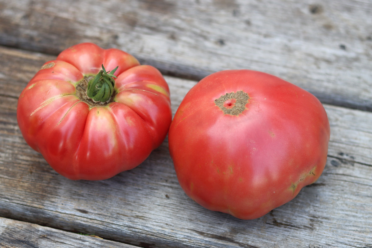 Colossus Tomato — Annapolis Seeds