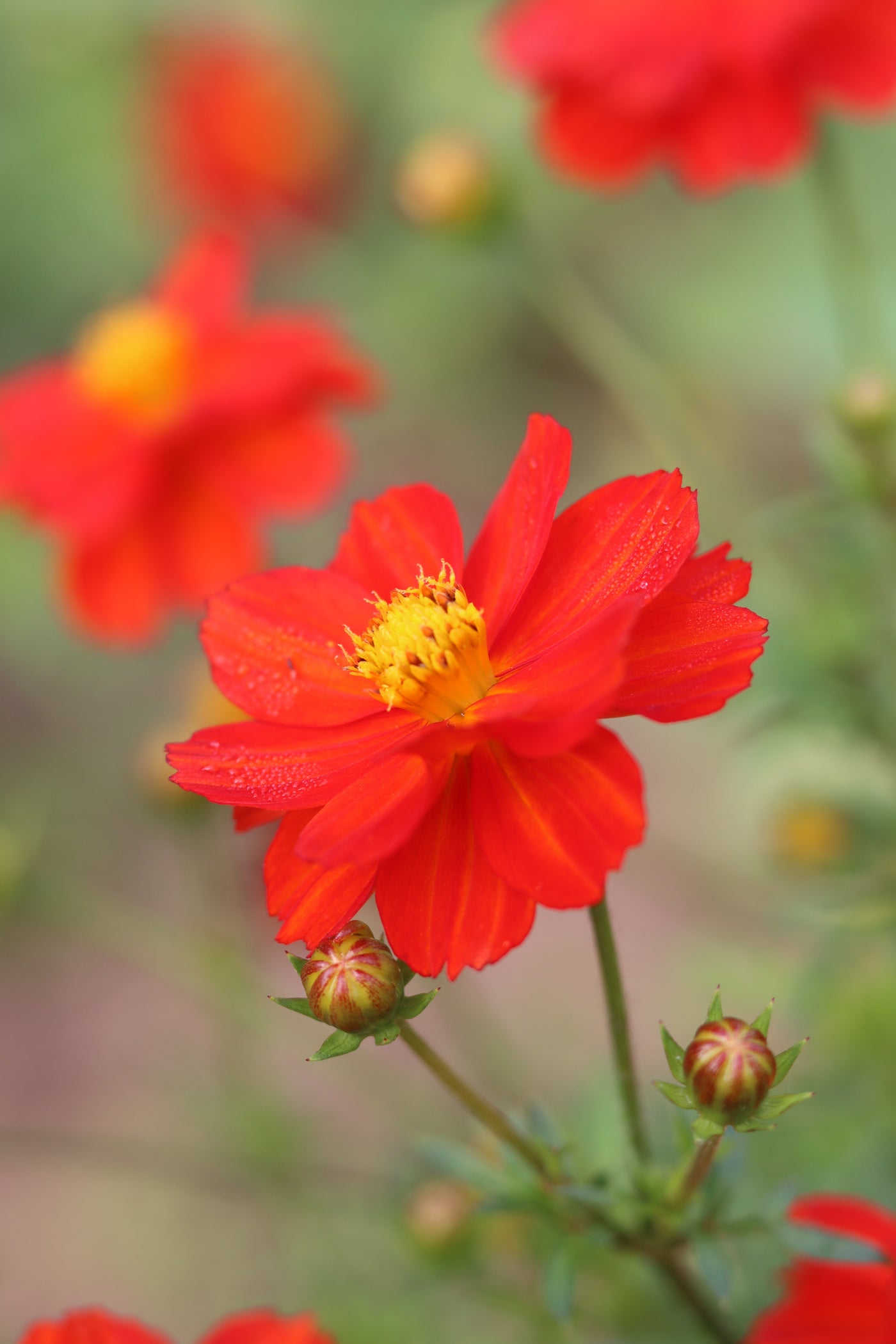 Cosmic Red Cosmos — Annapolis Seeds