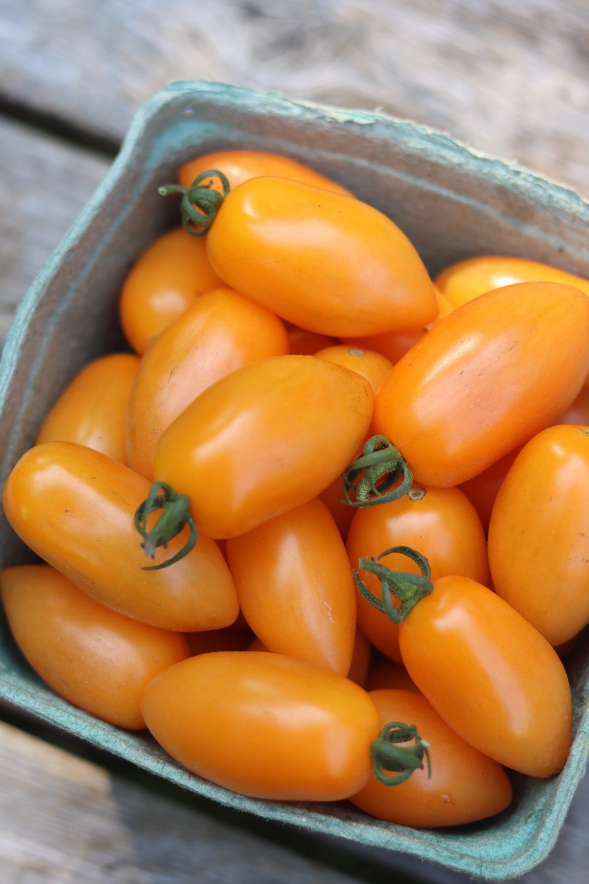 Creamsicle Grape Tomato — Annapolis Seeds