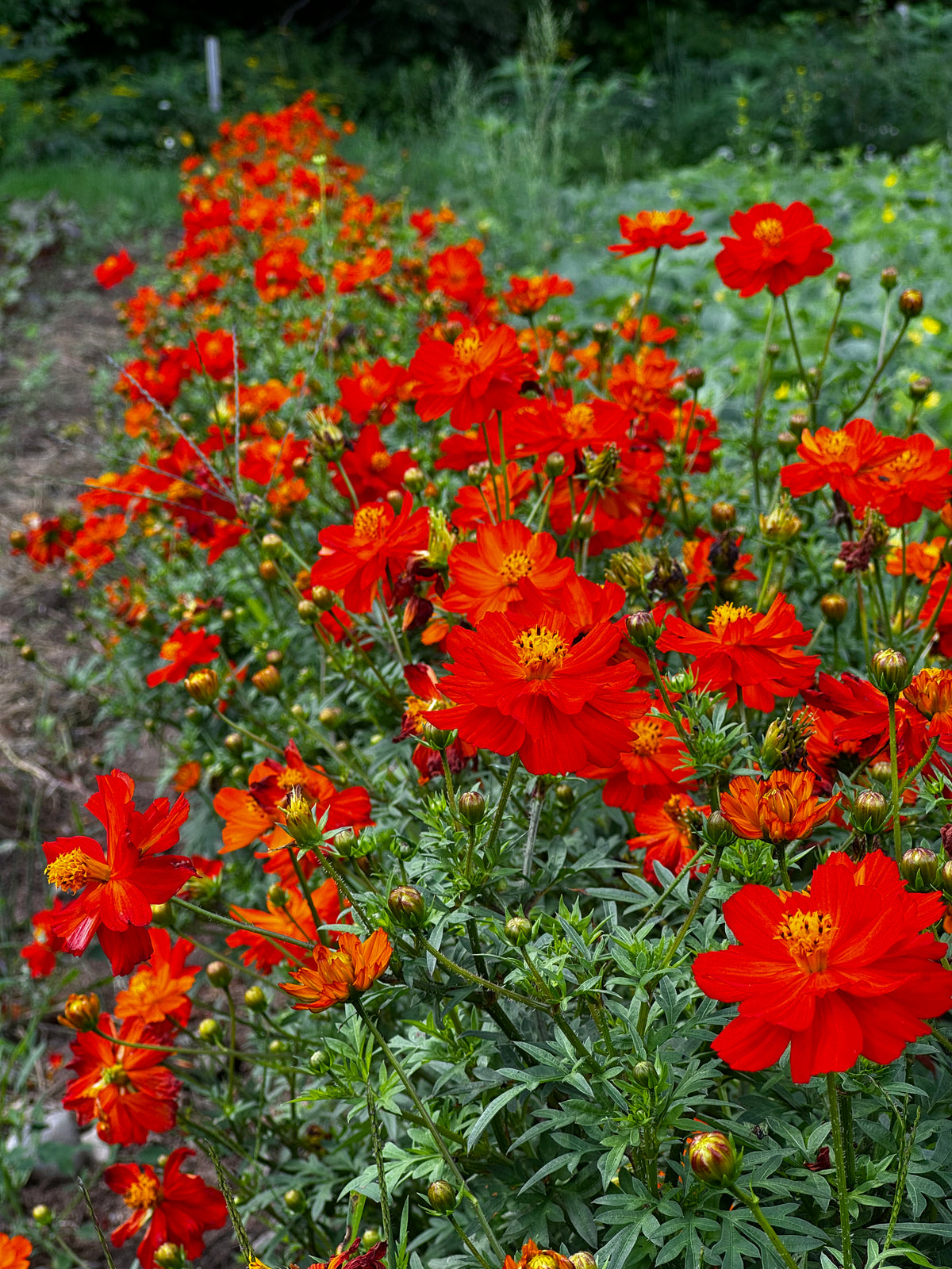 Cosmic Red Cosmos — Annapolis Seeds