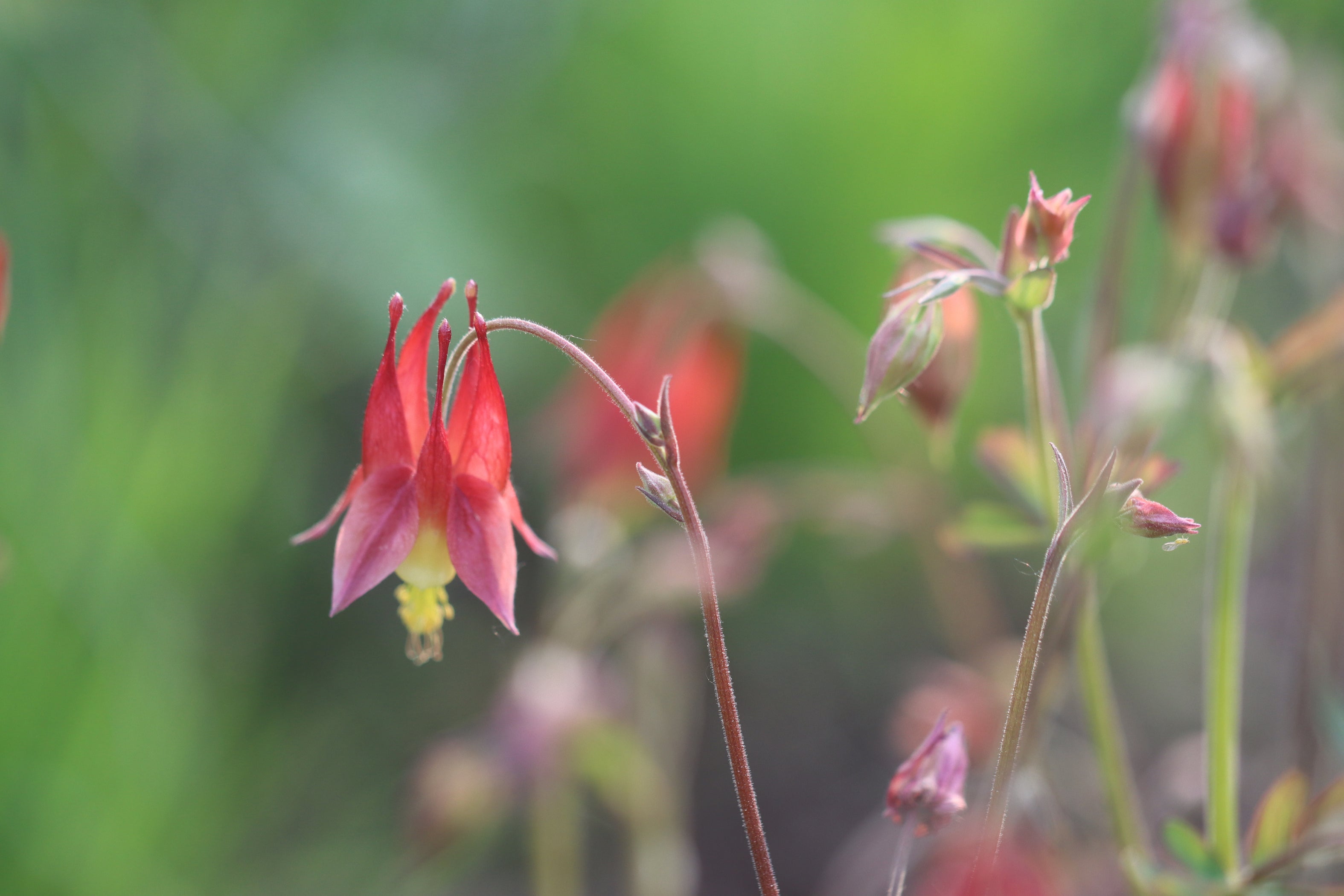 Eastern Red Columbine Seeds (Aquilegia canadensis) — Annapolis Seeds