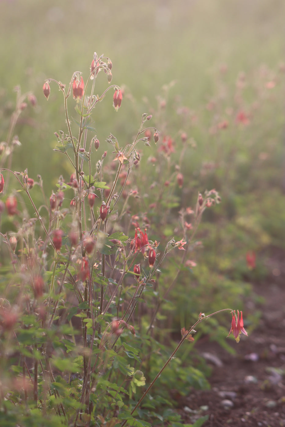 Eastern Red Columbine Seeds (Aquilegia canadensis) — Annapolis Seeds