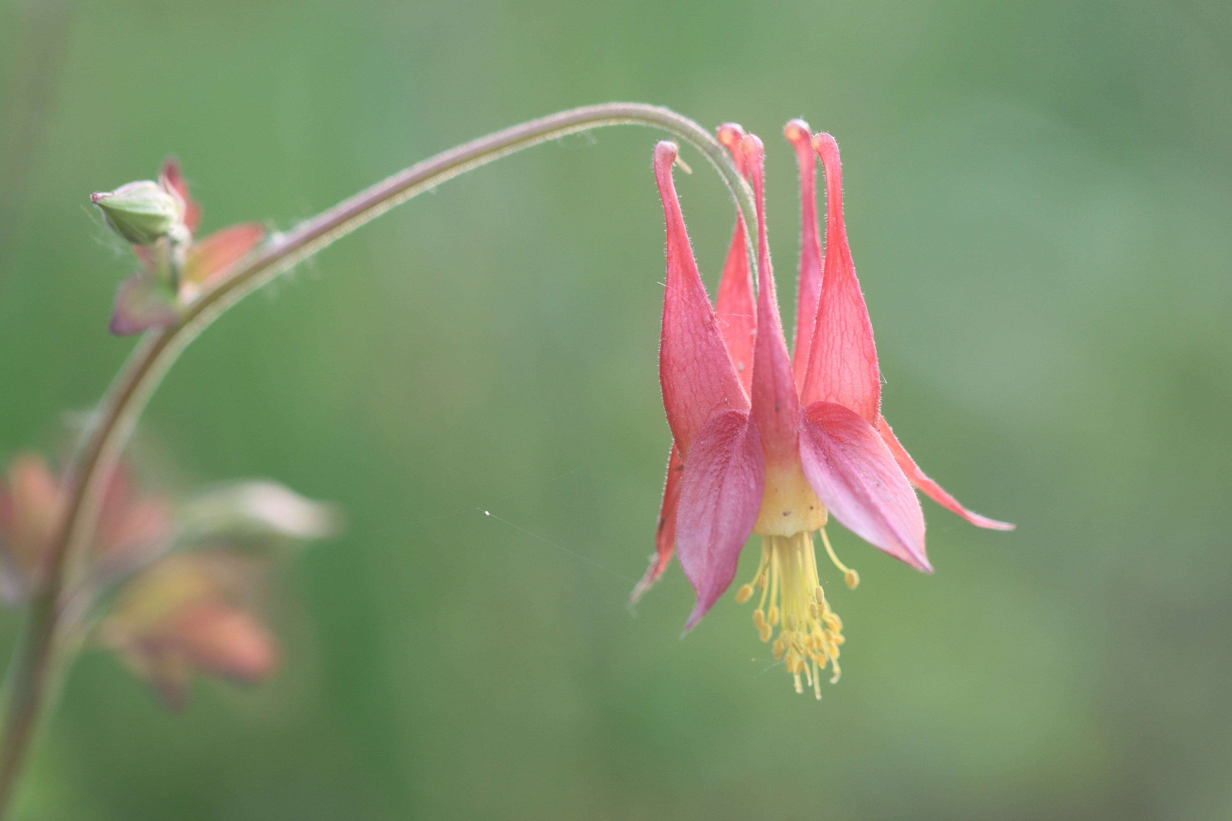 Eastern Red Columbine Seeds (Aquilegia canadensis) — Annapolis Seeds