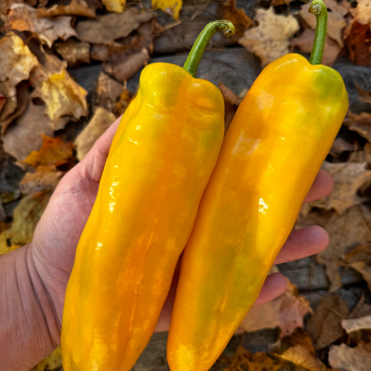 Gatherer's Gold Pepper — Annapolis Seeds
