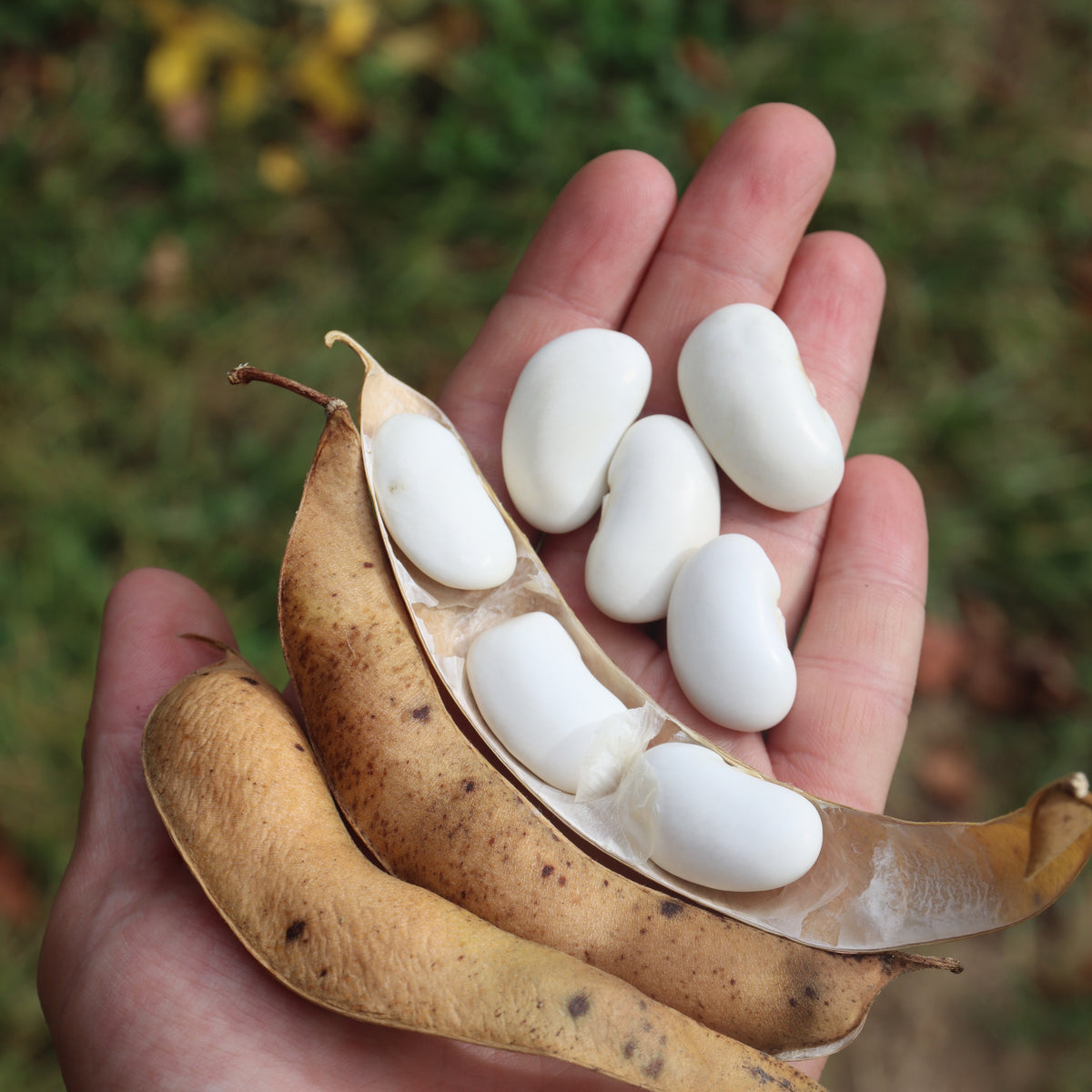 Greek Gigante Bean — Annapolis Seeds