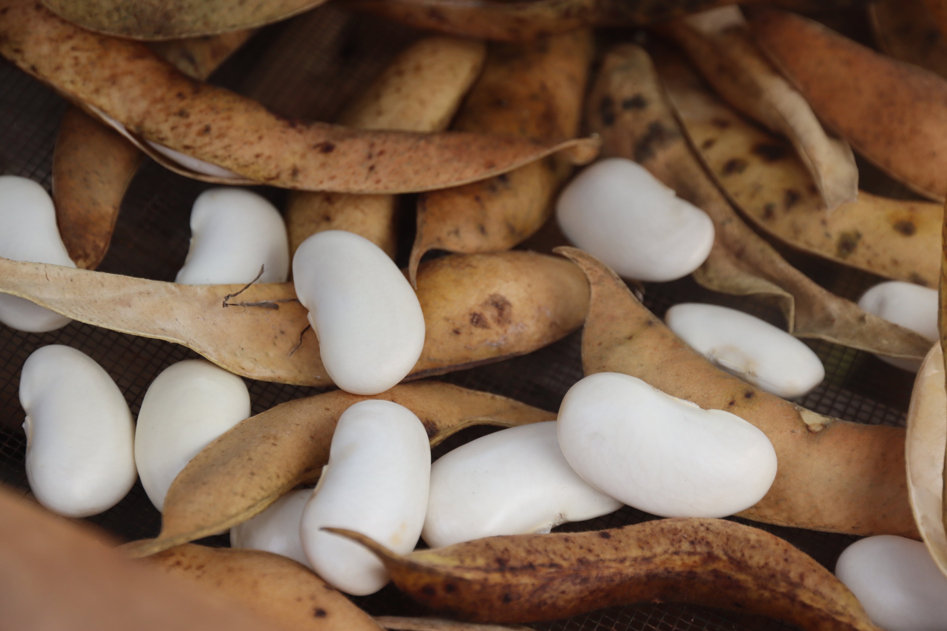 Greek Gigante Bean — Annapolis Seeds