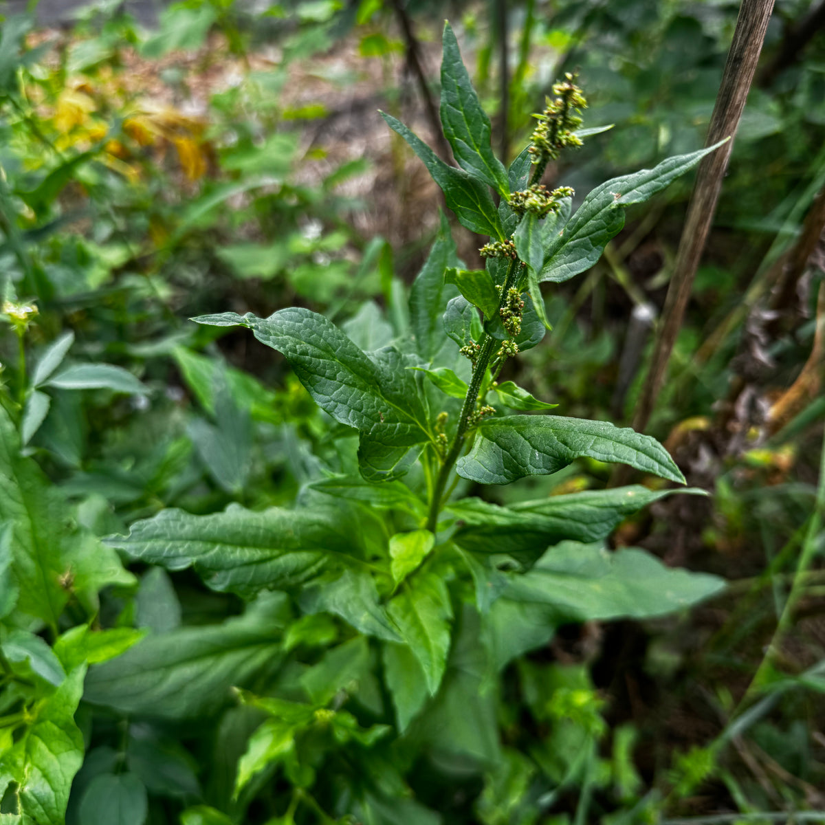Good King Henry Seeds — Annapolis Seeds
