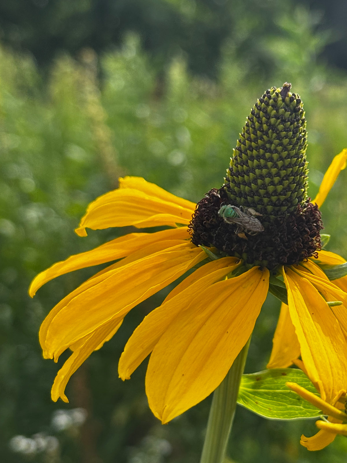 Great Coneflower (Rudbeckia maxima) — Annapolis Seeds