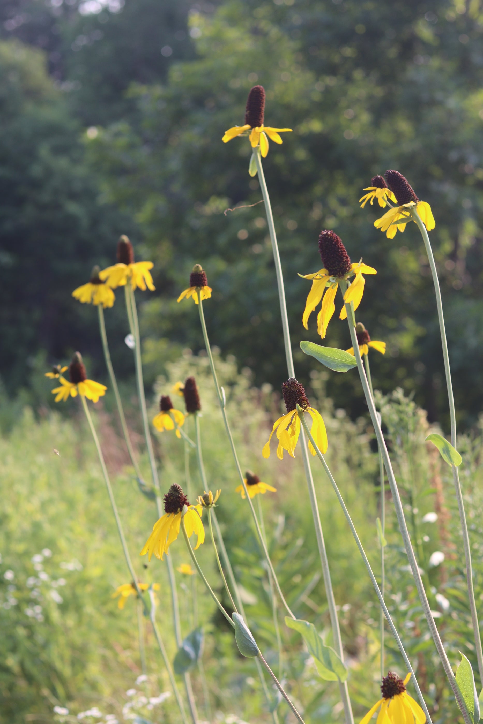 Great Coneflower (Rudbeckia maxima) — Annapolis Seeds