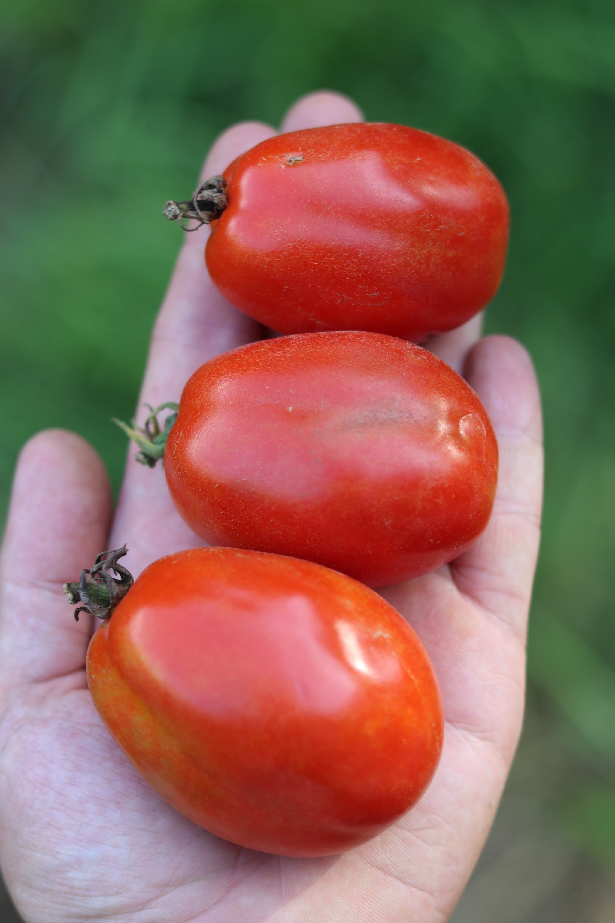 Paste Tomatoes - Rare and Heirloom Seeds Grown in Nova Scotia ...