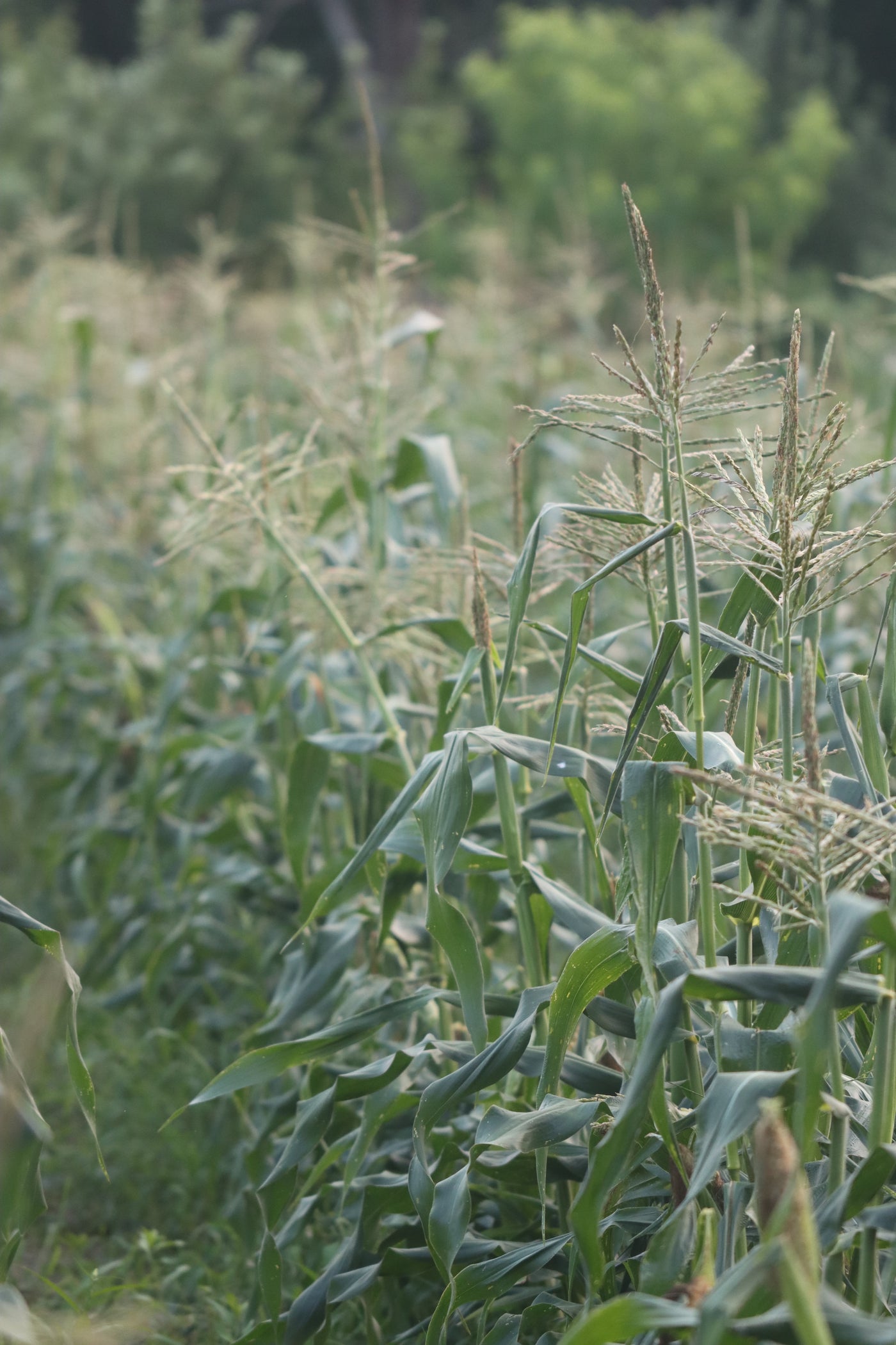 Honey Badger Sweet Corn — Annapolis Seeds