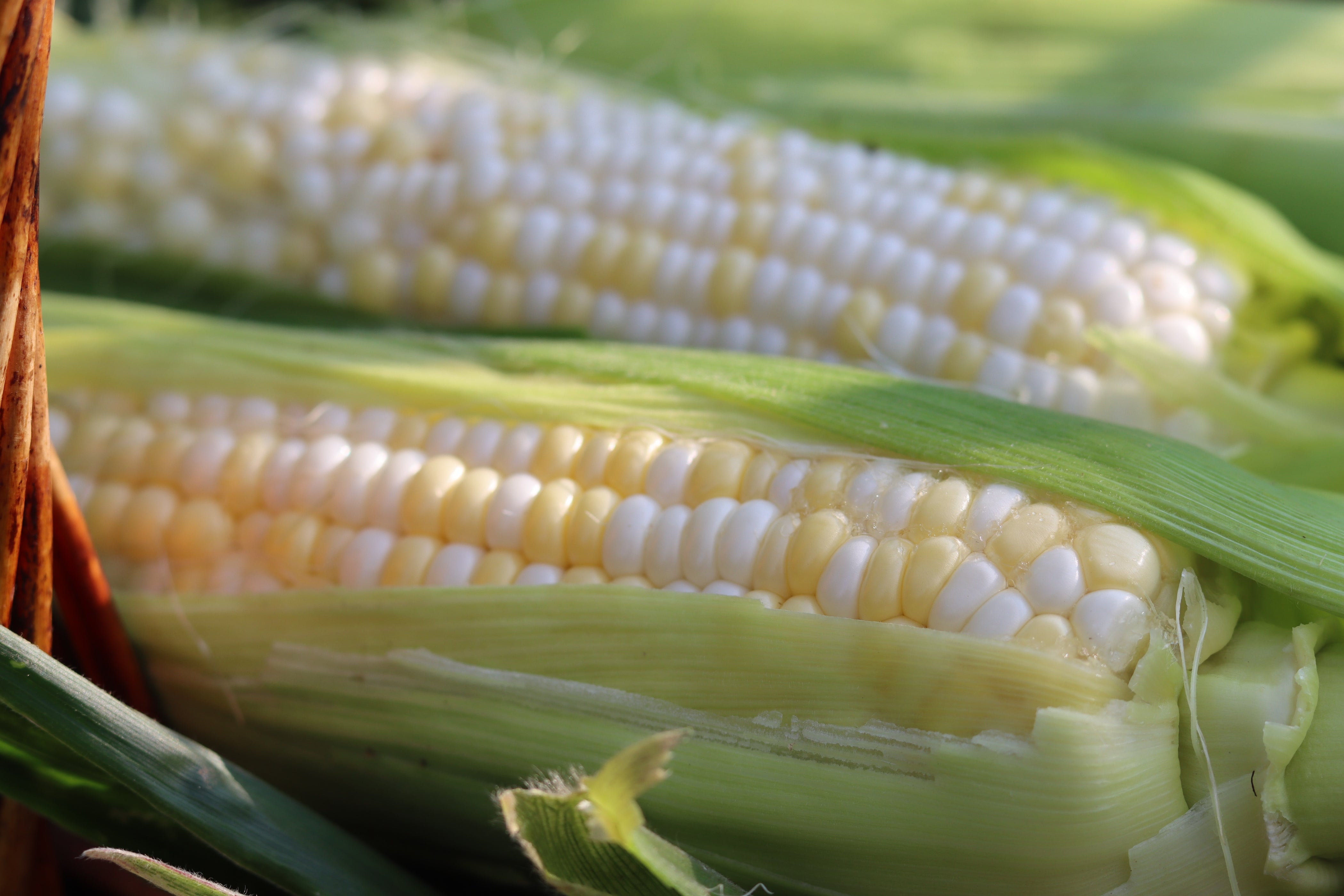 Honey Badger Sweet Corn — Annapolis Seeds