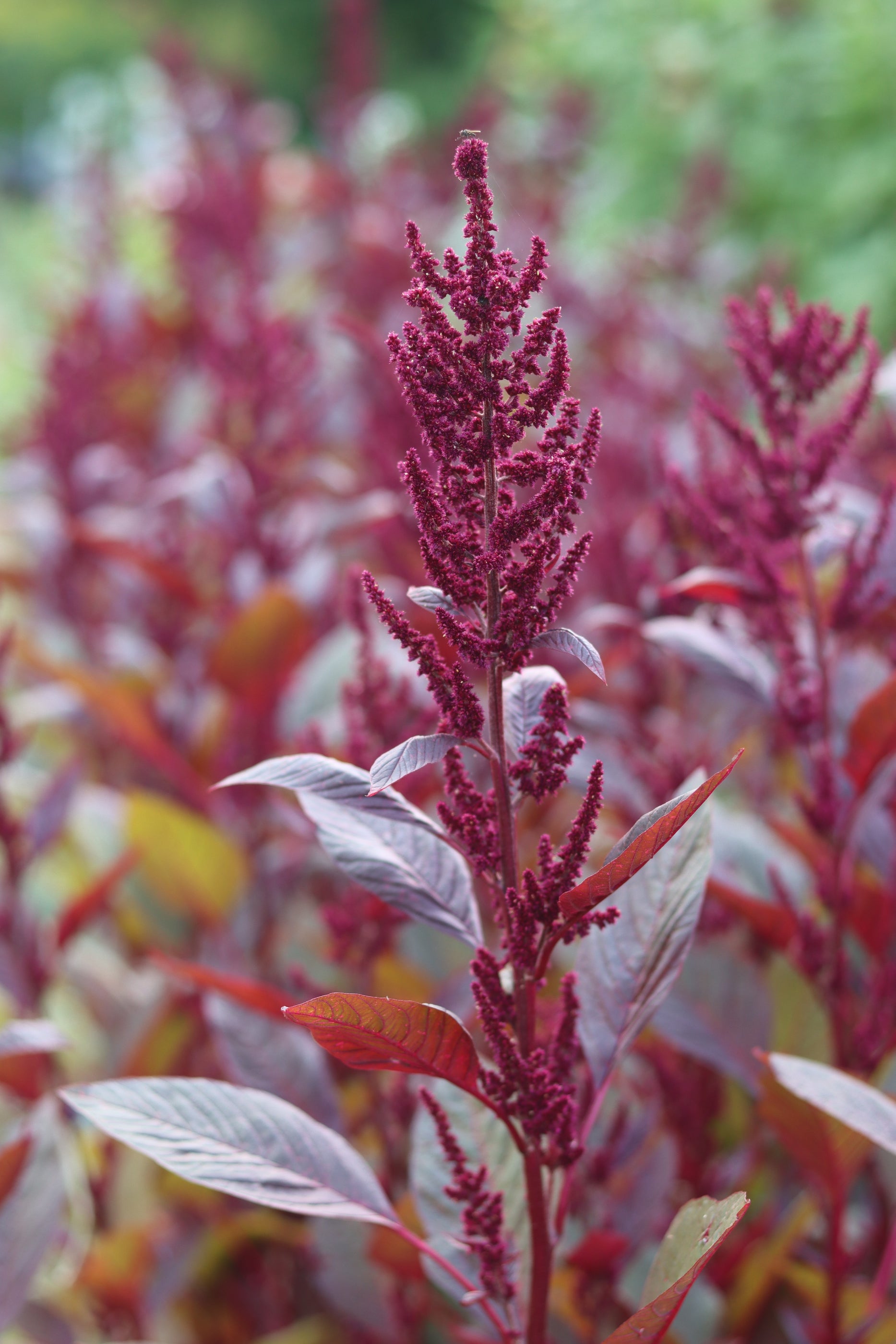 Hopi Red Dye Amaranth Seeds — Annapolis Seeds