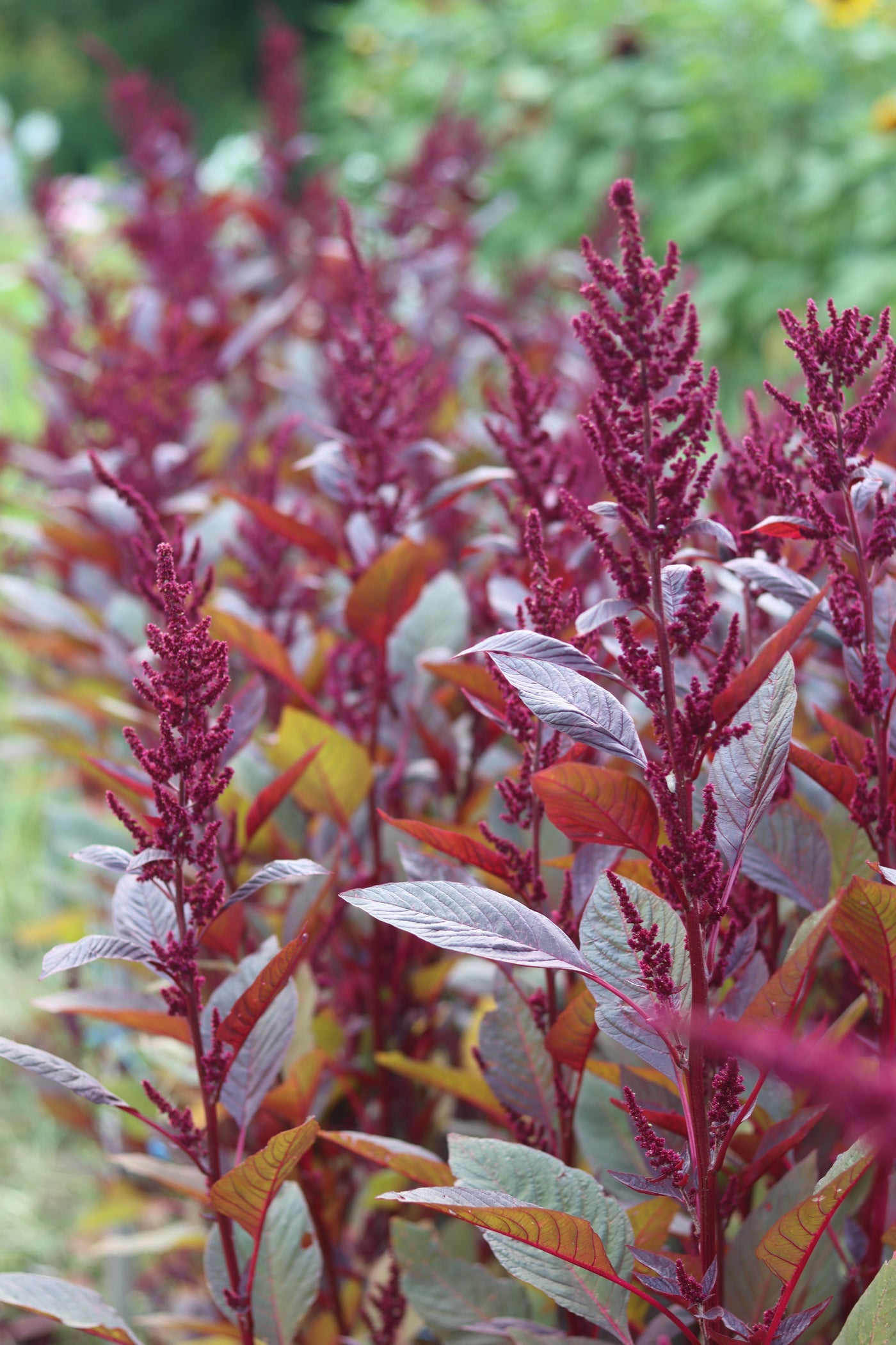 Hopi Red Dye Amaranth Seeds — Annapolis Seeds