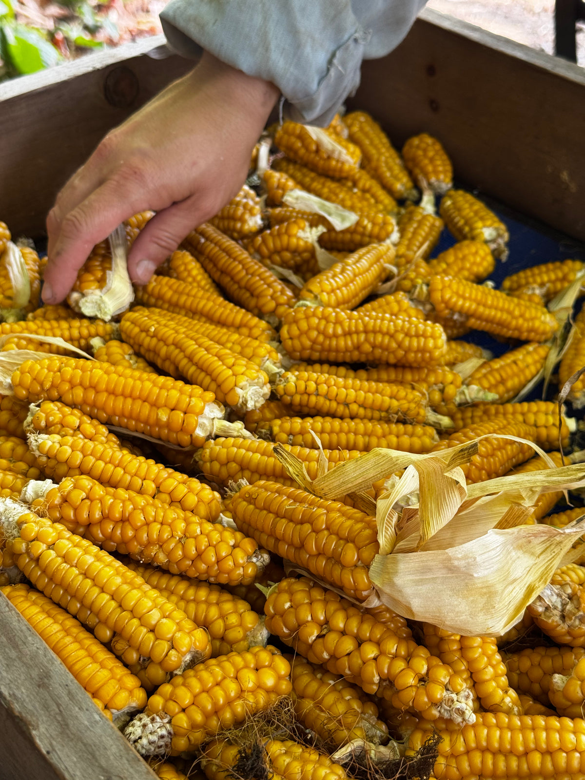 Gaspé Flint Corn — Annapolis Seeds