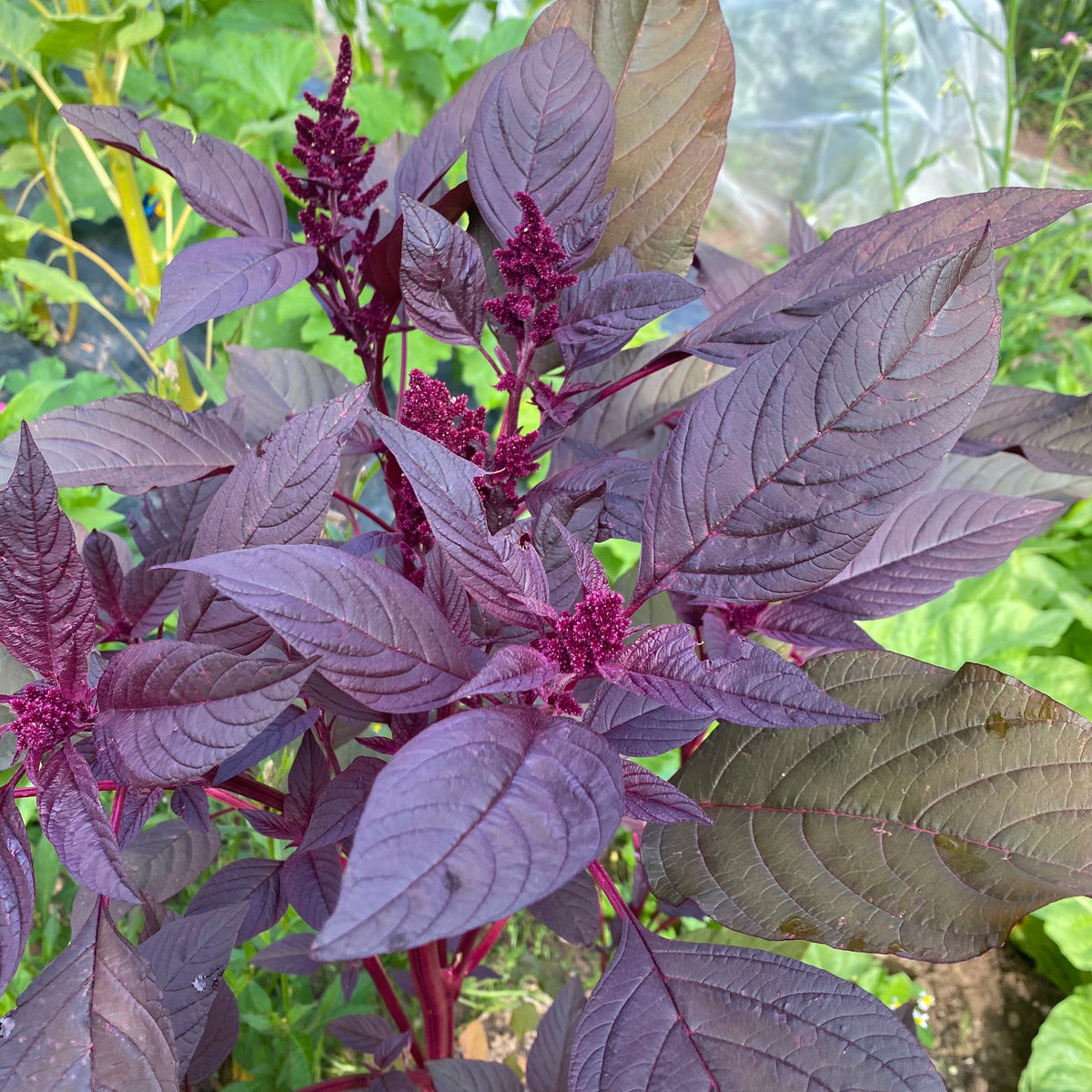 Hopi Red Dye Amaranth Seeds — Annapolis Seeds