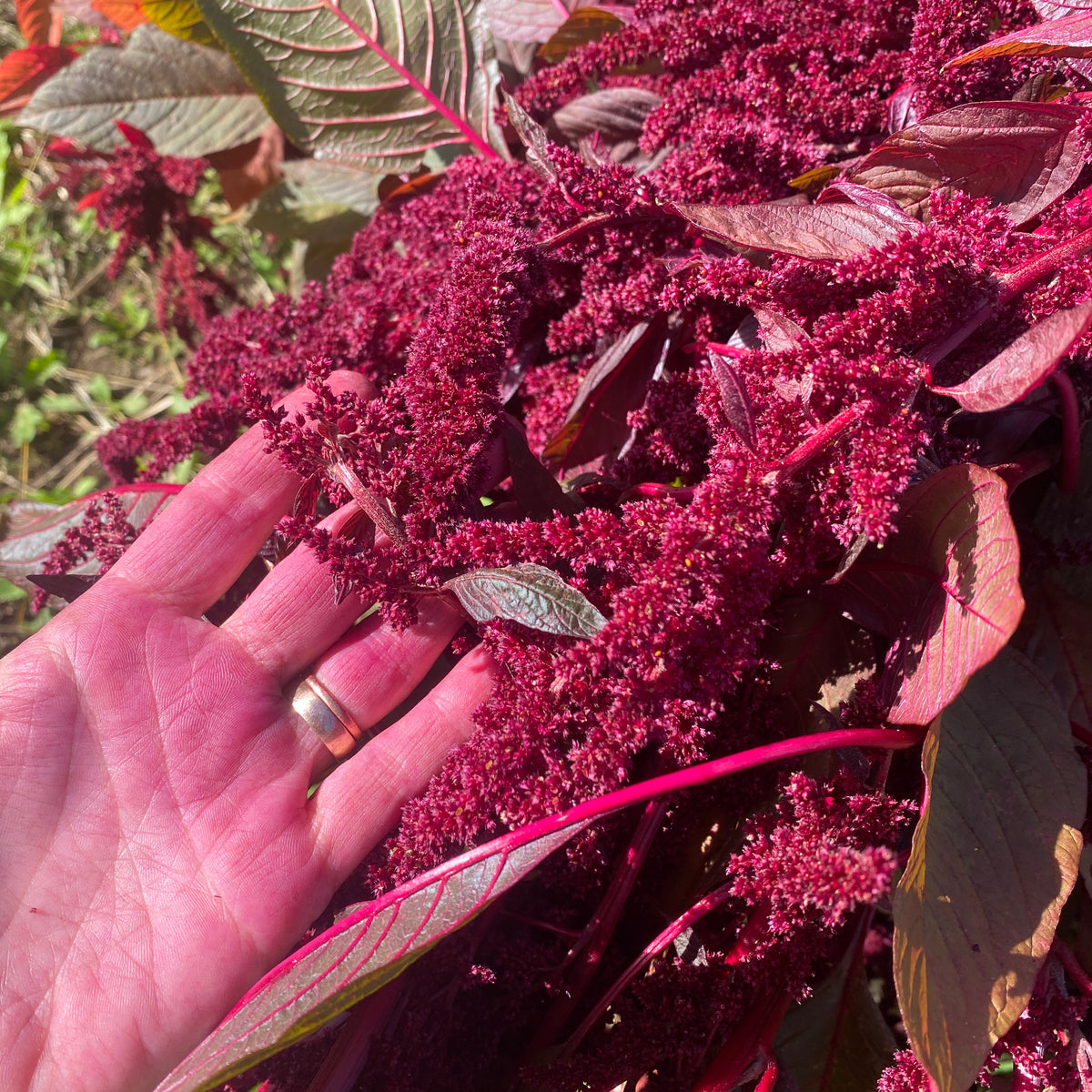 Hopi Red Dye Amaranth Seeds — Annapolis Seeds