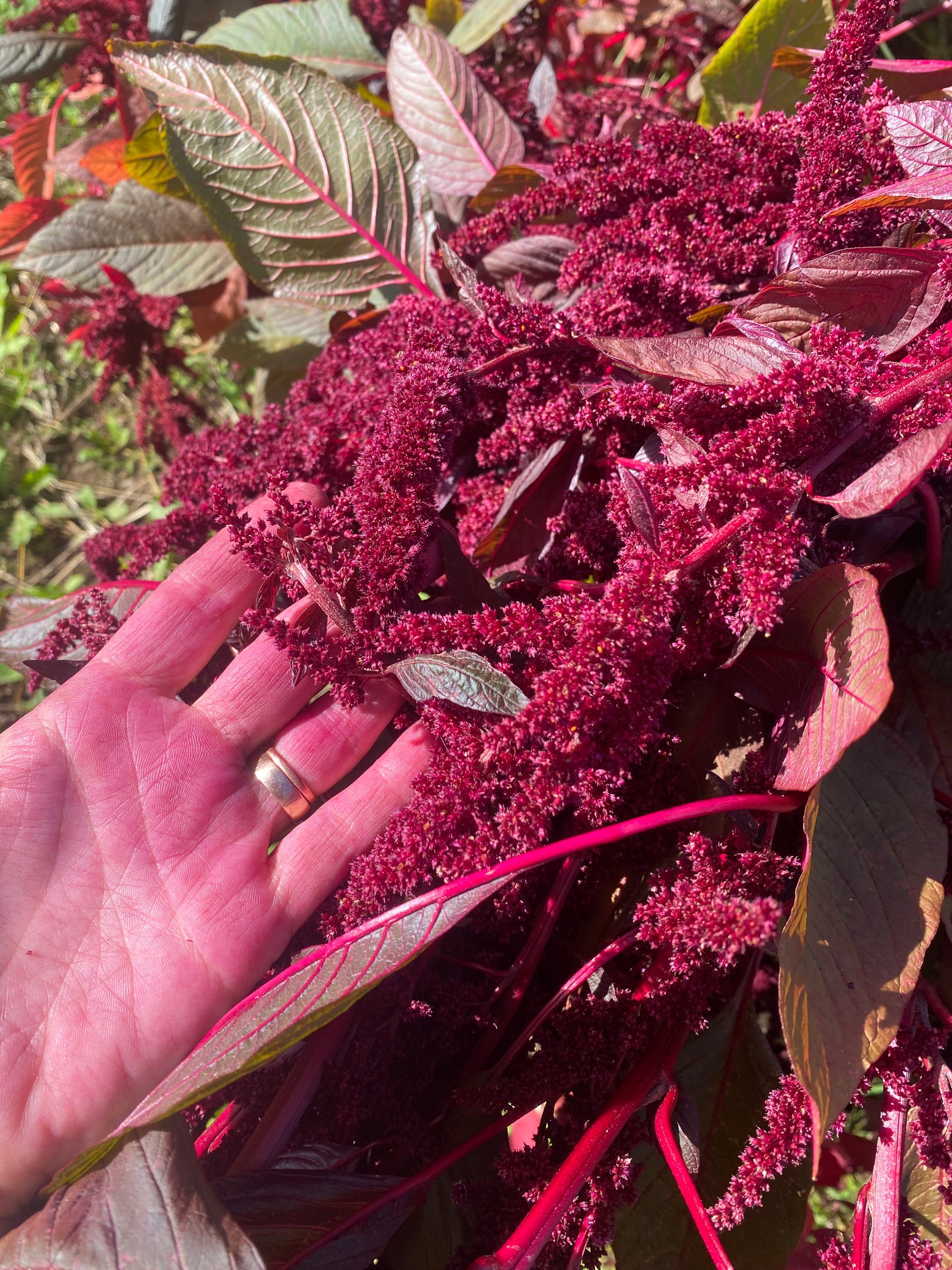 Hopi Red Dye Amaranth Seeds — Annapolis Seeds