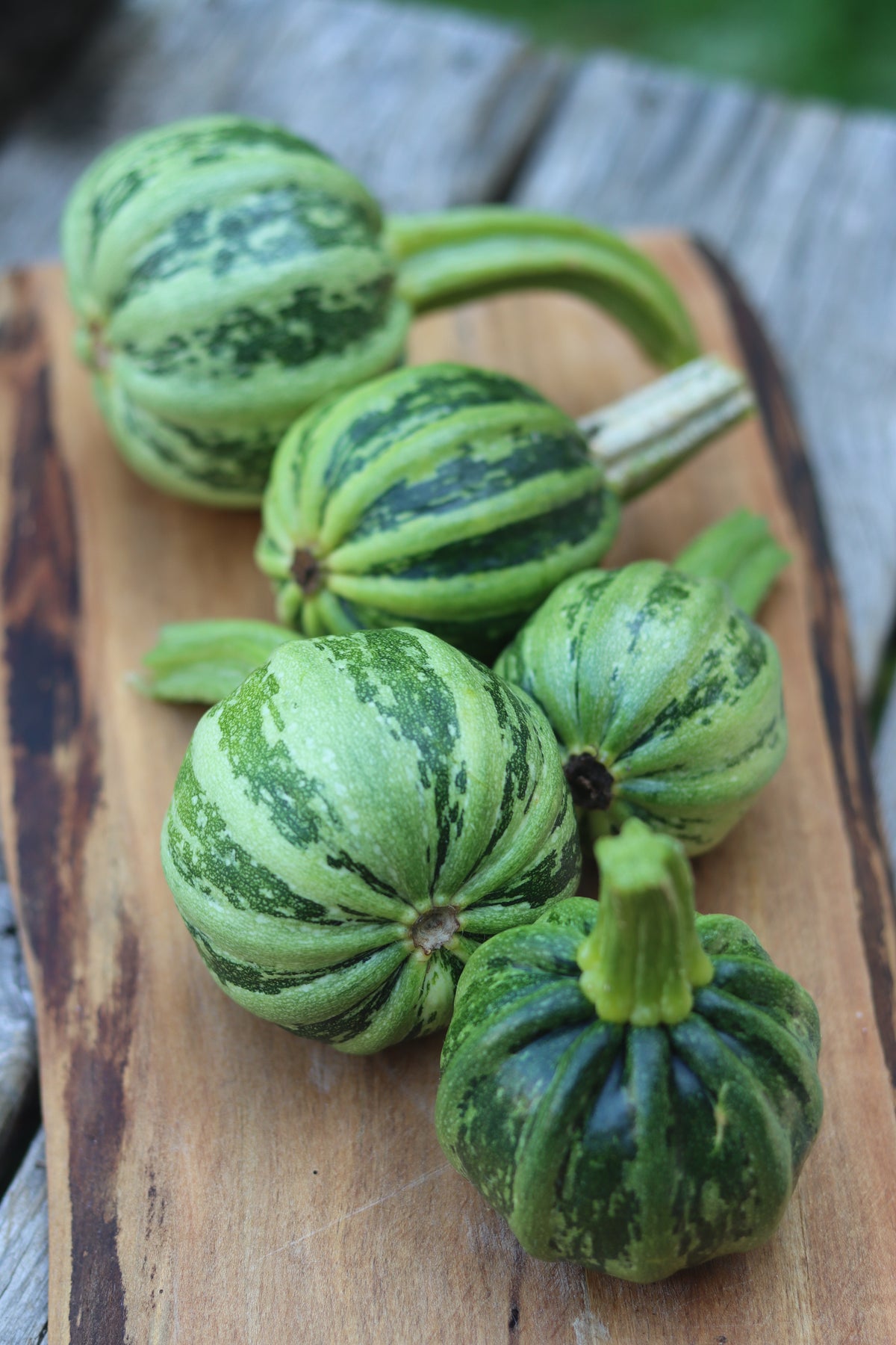 Kamo Kamo Squash — Annapolis Seeds