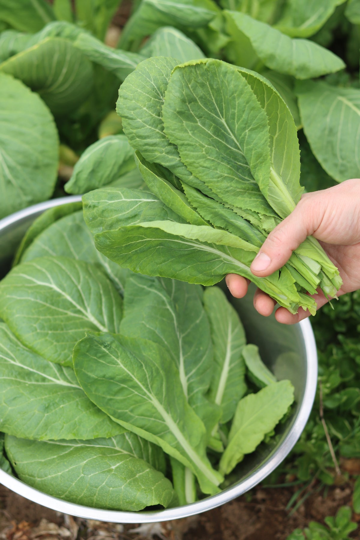 Komatsuna - Asian Greens - Nova Scotia Grown Seeds - — Annapolis Seeds