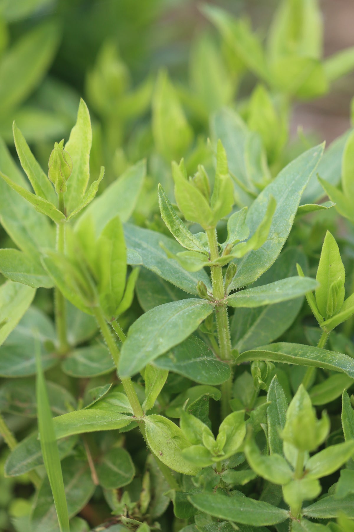 Madder (Rubia tinctorum) — Annapolis Seeds