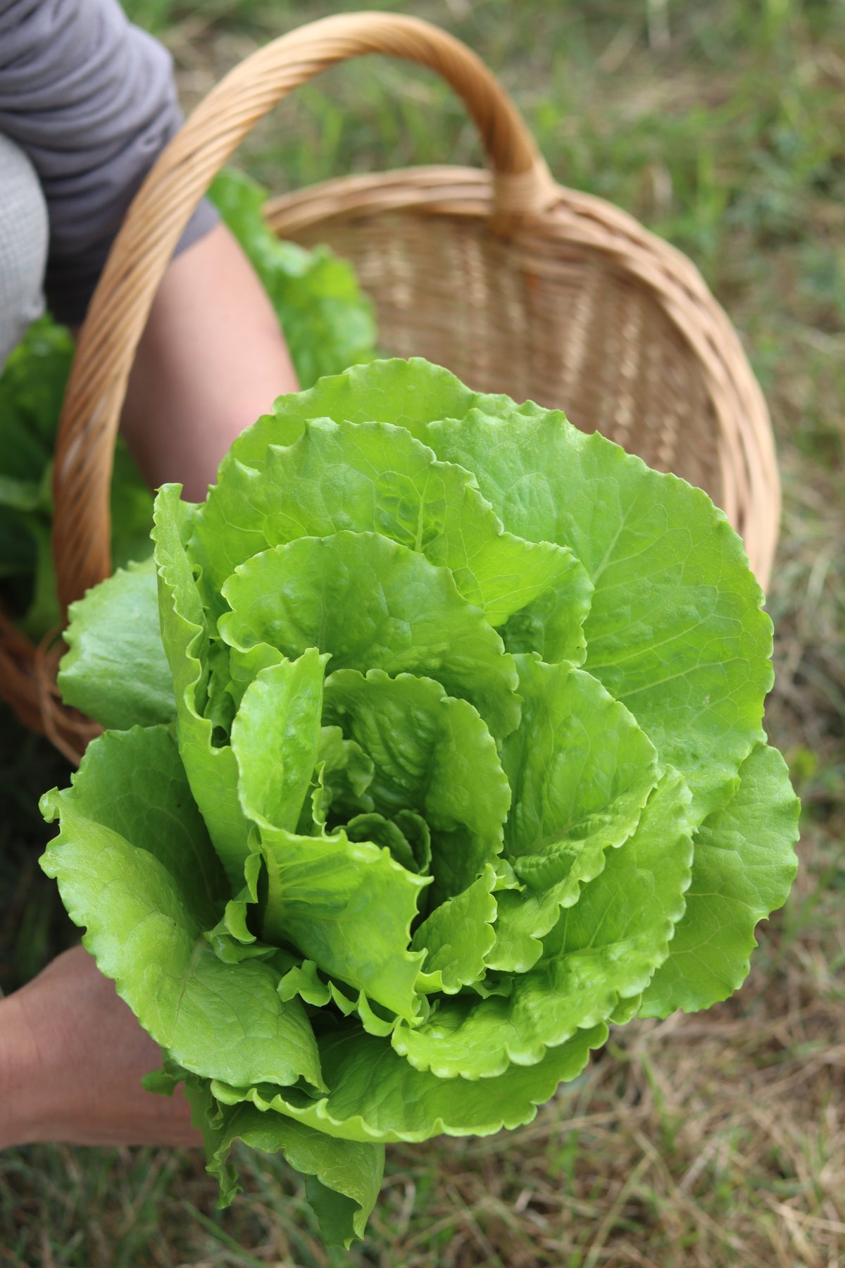 May Queen Lettuce — Annapolis Seeds