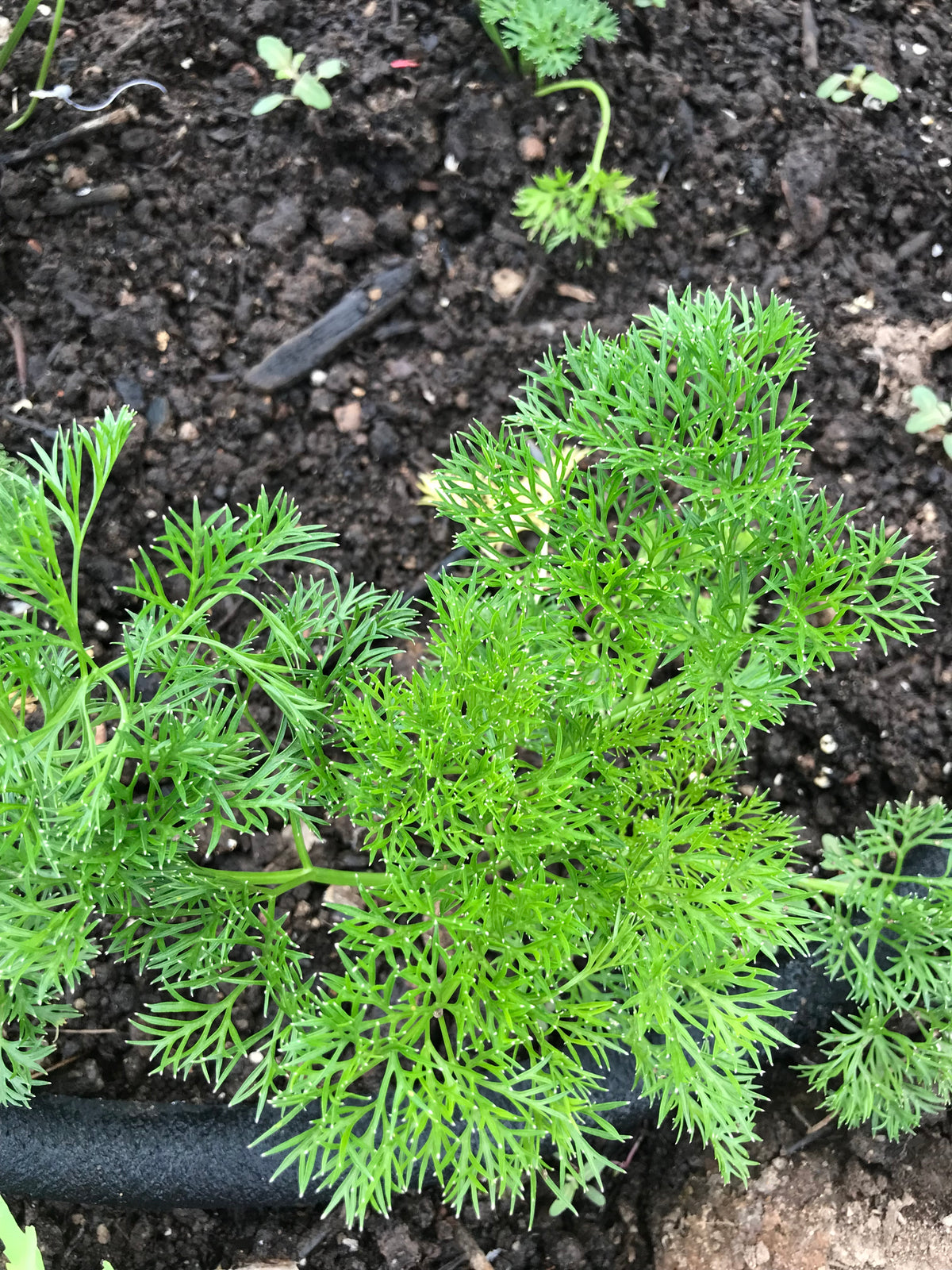Menuette Parsley — Annapolis Seeds