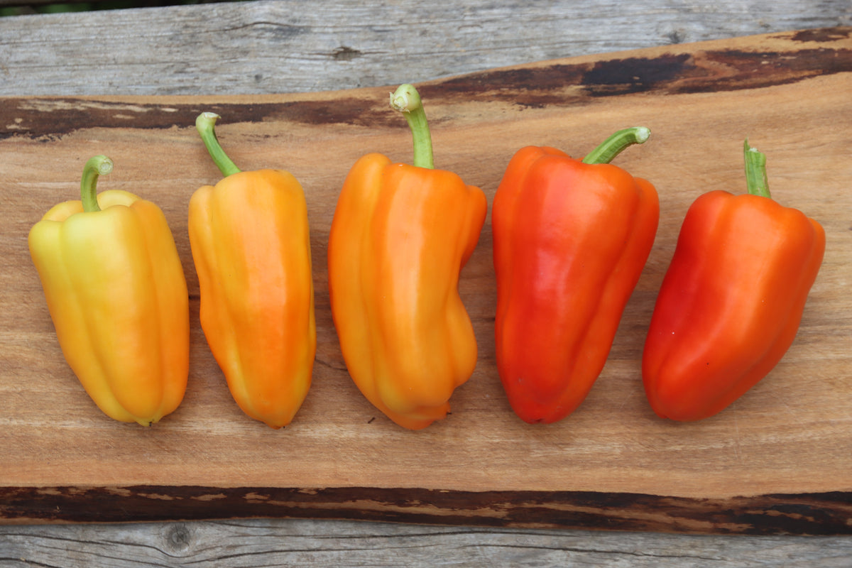 Moon Cheese Sweet Pepper — Annapolis Seeds