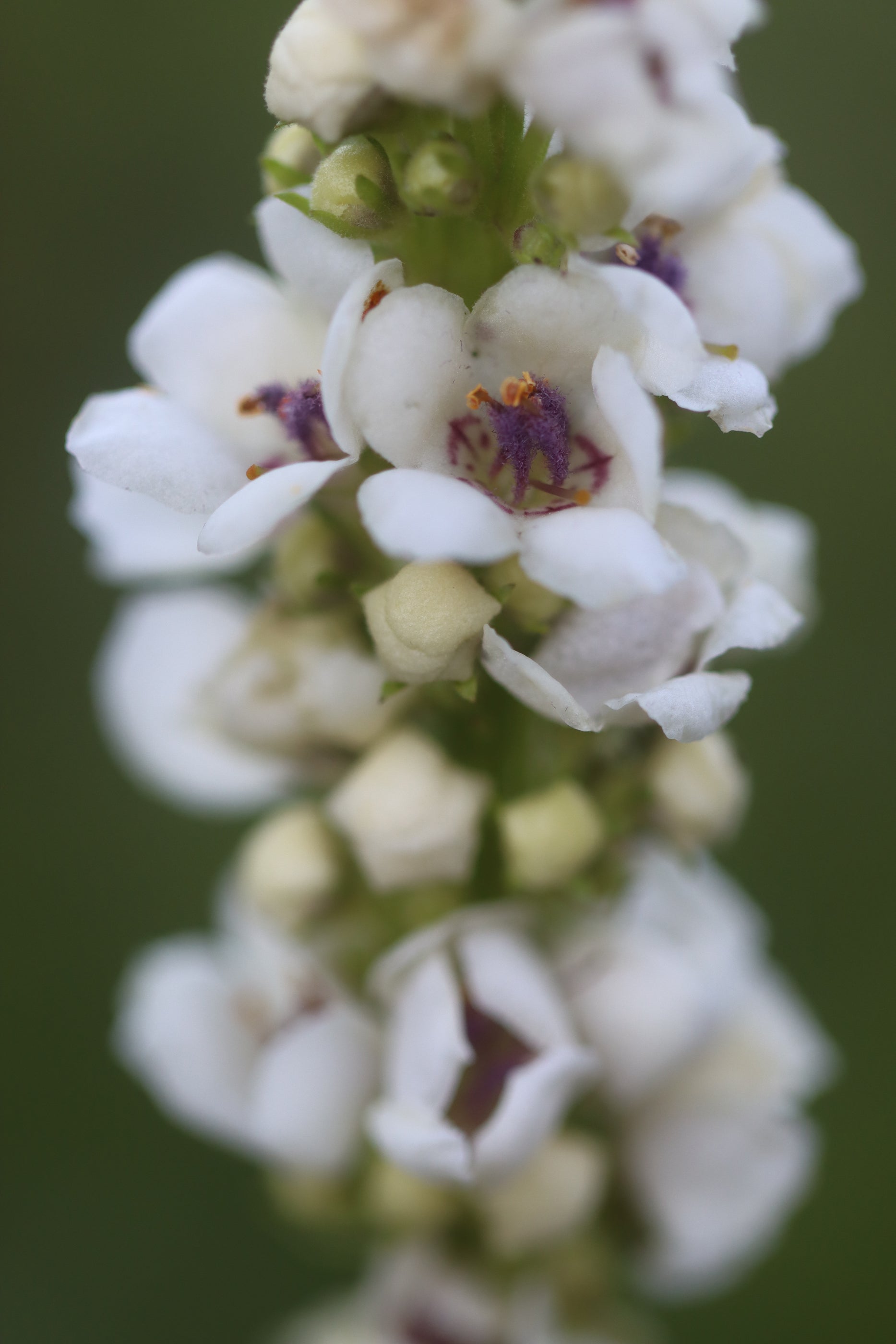 Moth Mullein Seeds (Verbascum blattaria) — Annapolis Seeds