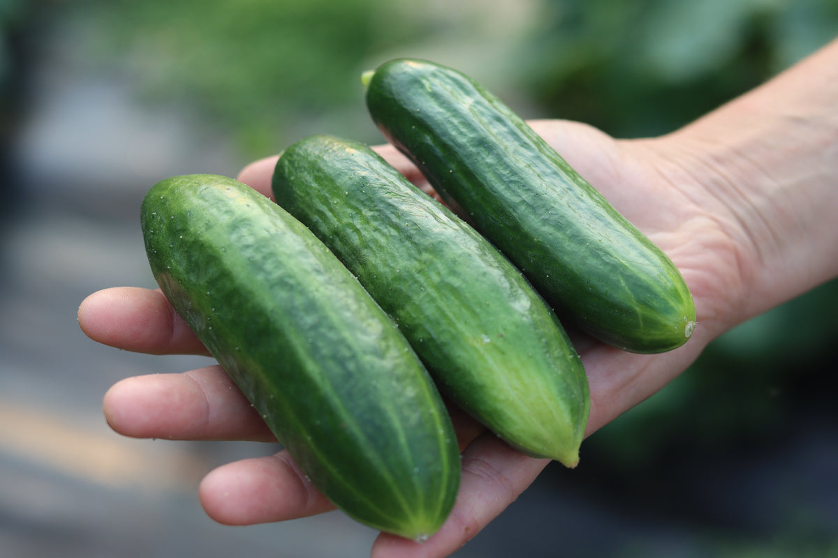 Muncher Cucumber — Annapolis Seeds